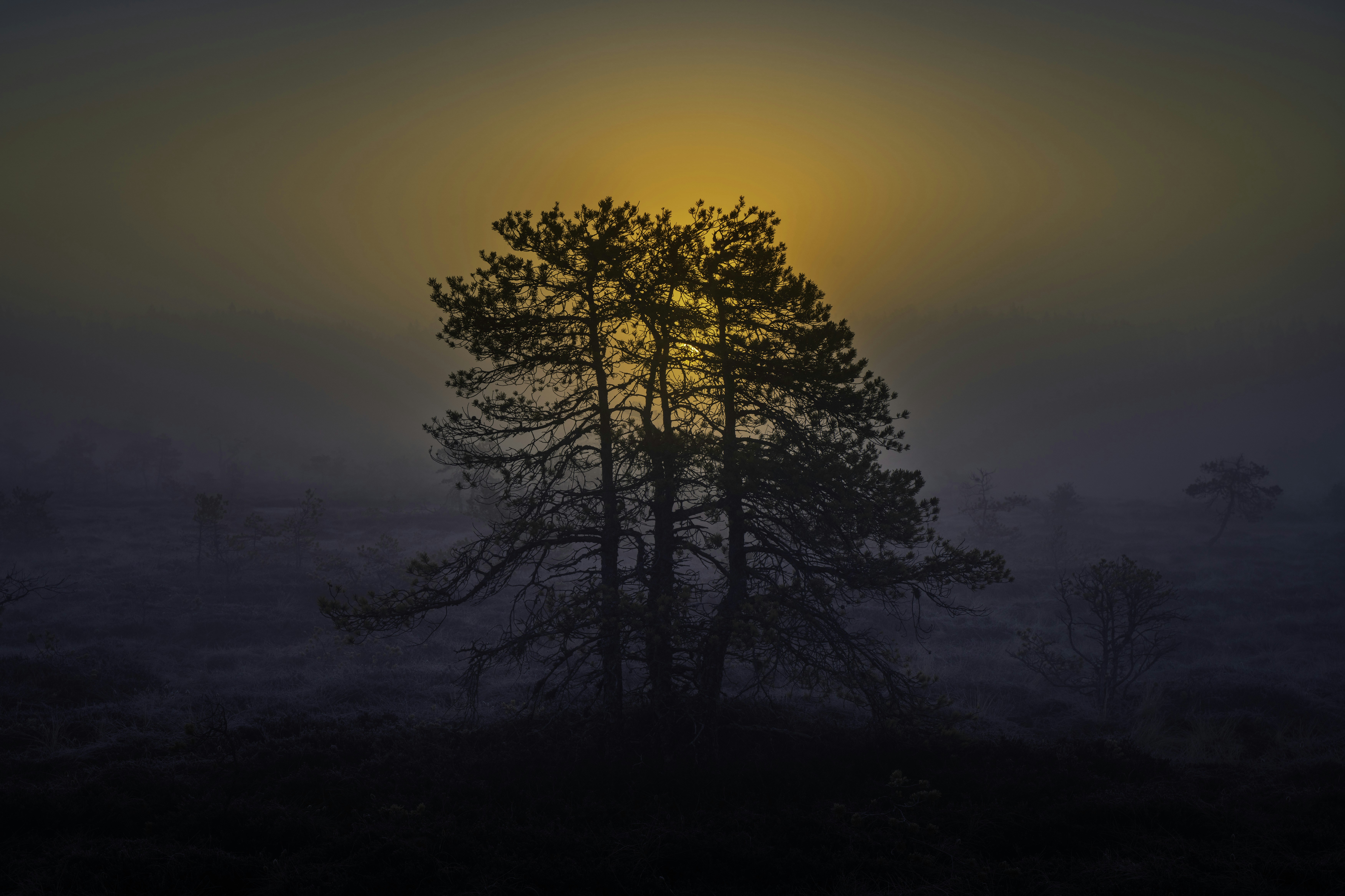 Photo by Raul Kozenevski with Sony Alpha 7R IVA