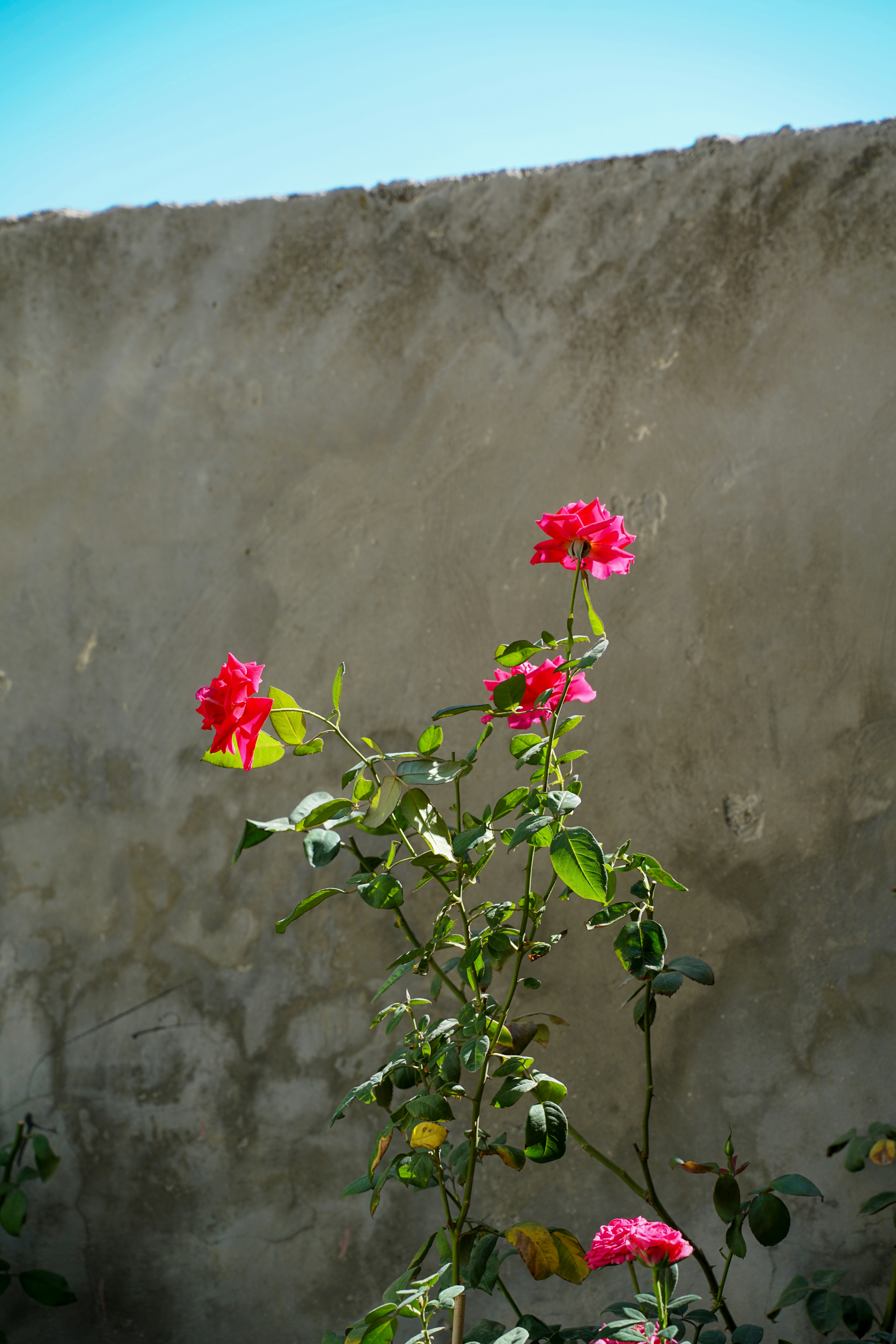 Photo by George 🦅 with Sony Alpha 7R II