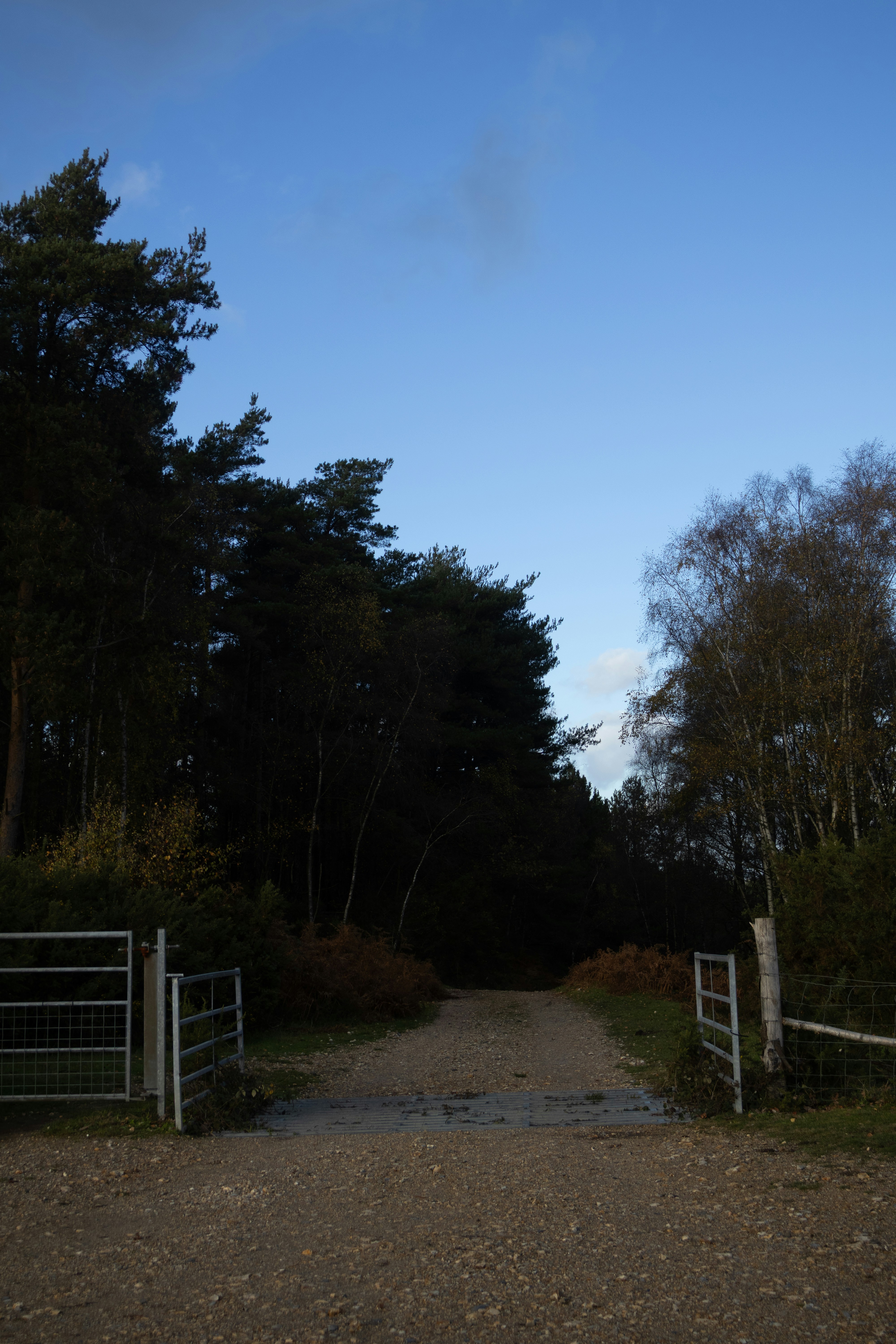 Gateways on Gravel: A Path Vanishing into the Pines