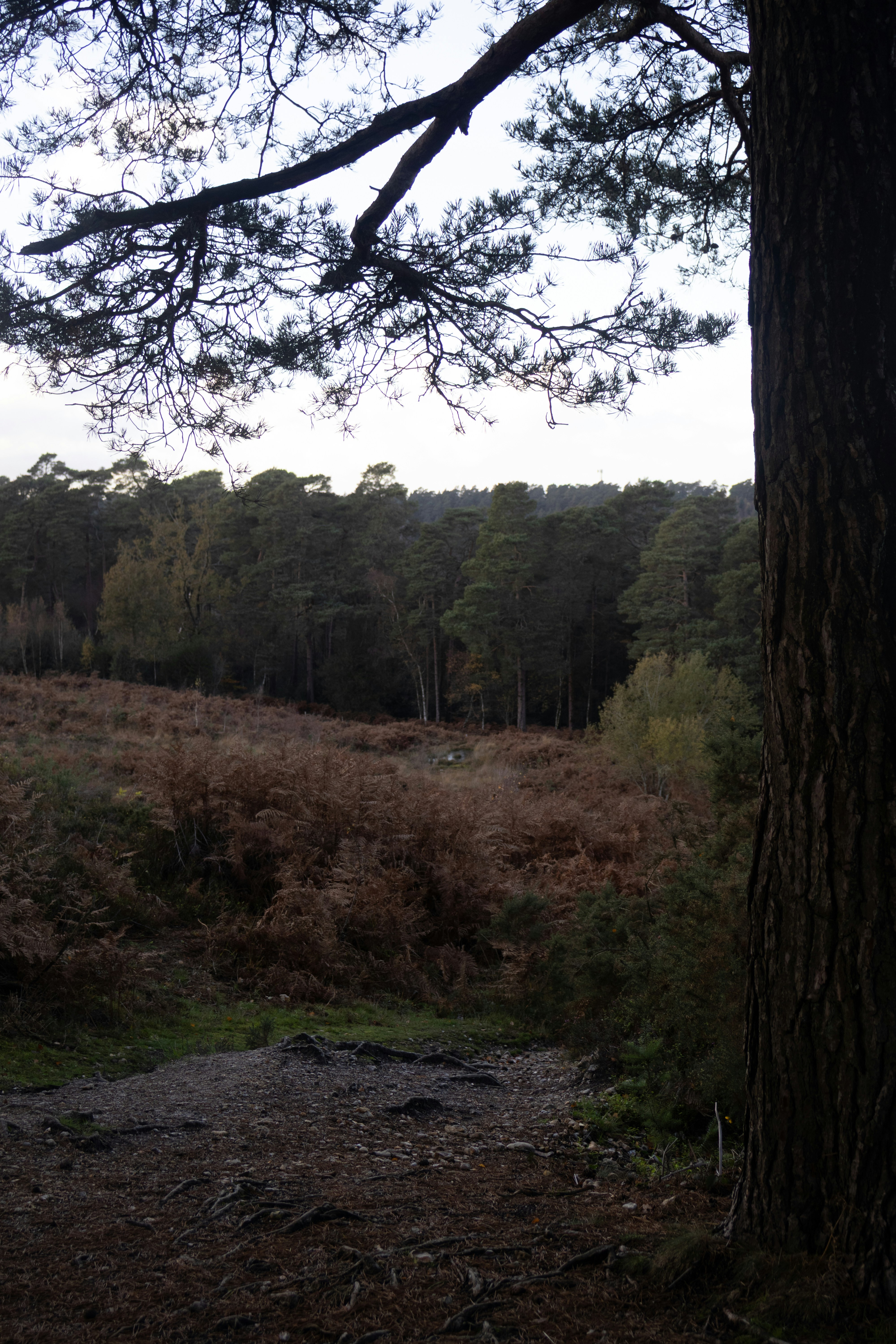 The Sentinel on the Forest Edge