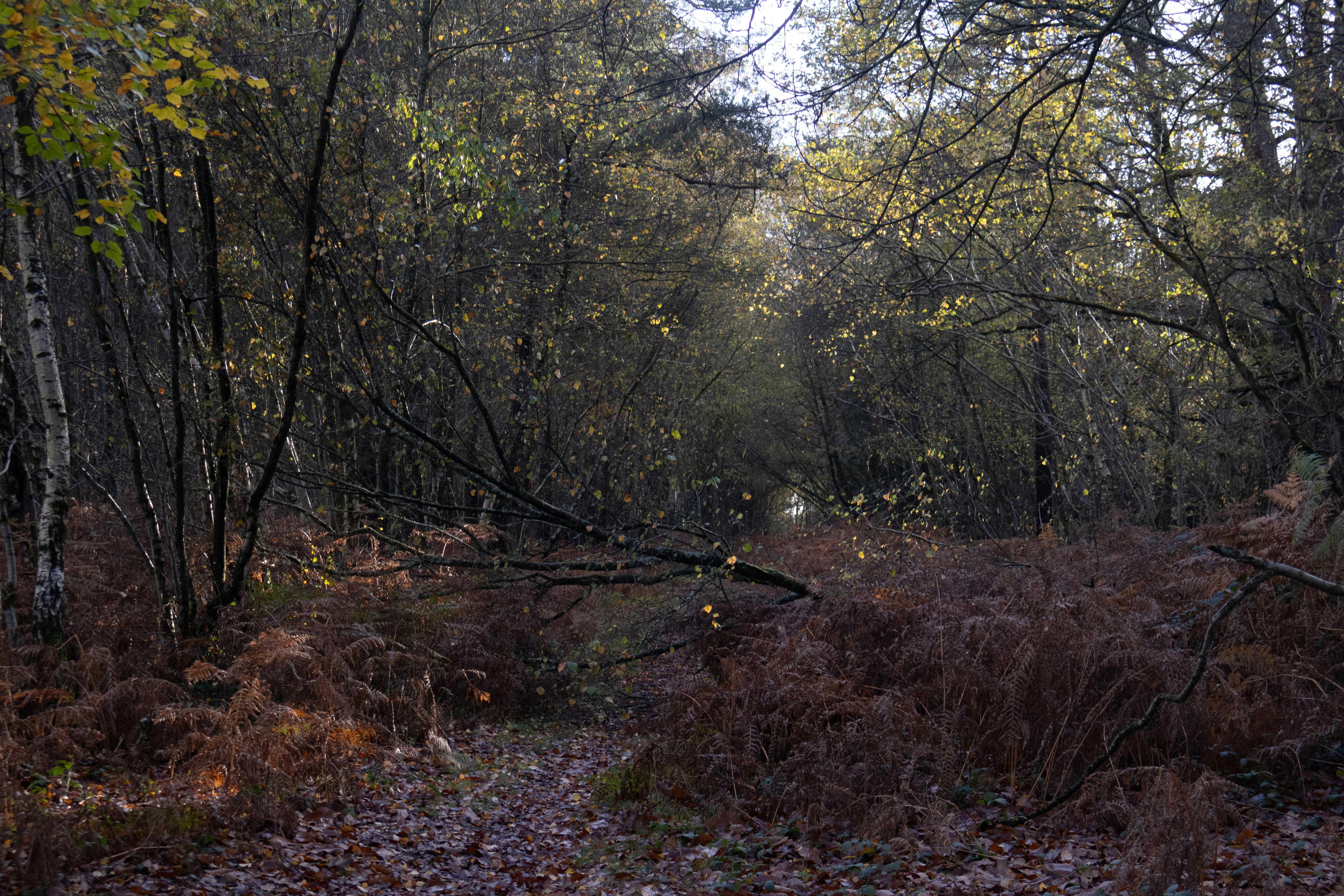 Photo by Tanya Barrow with Canon EOS R50