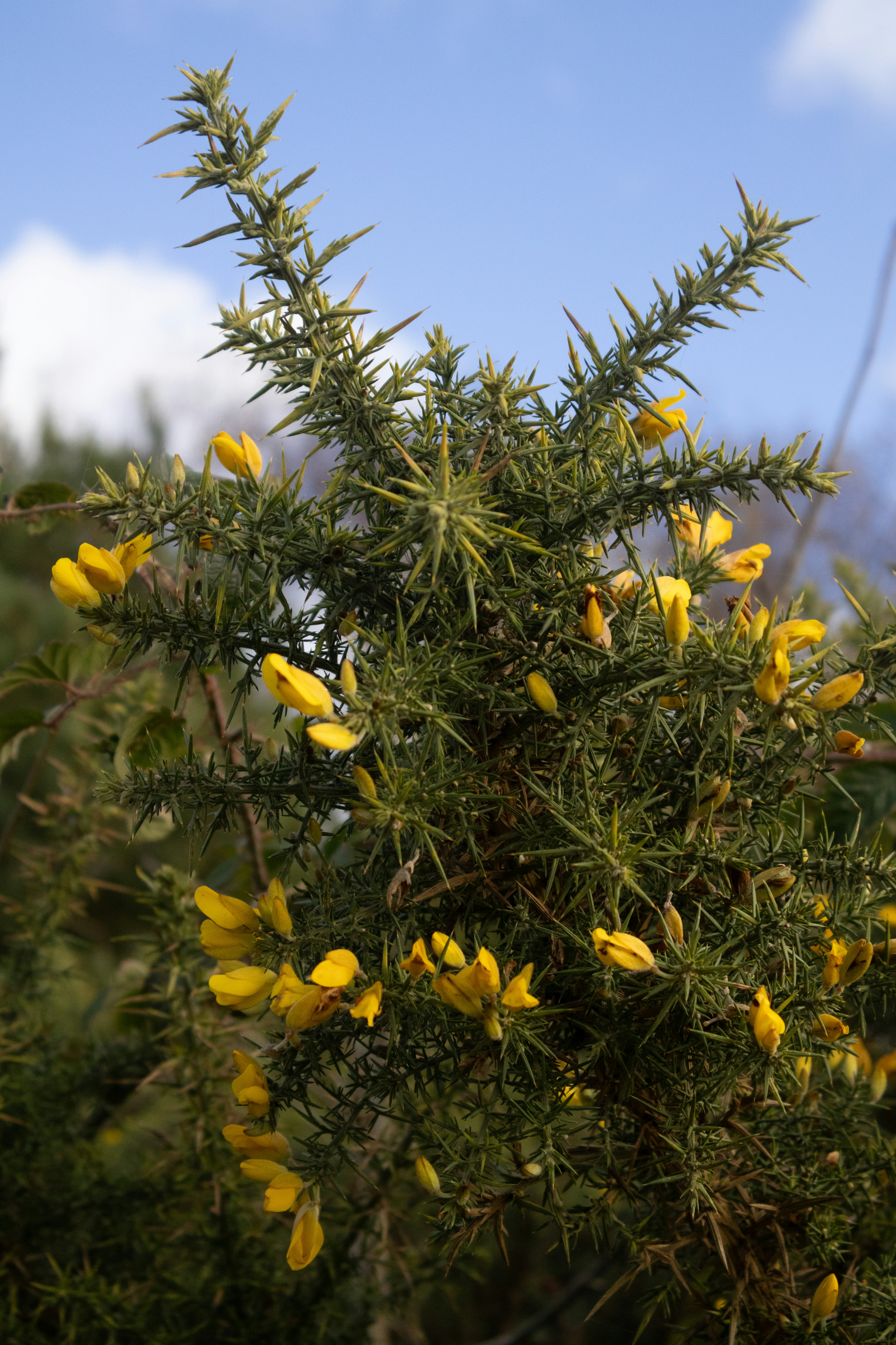 Sunlit gorse in bloom: yellow bursts among emerald thorns beneath a cobalt sky