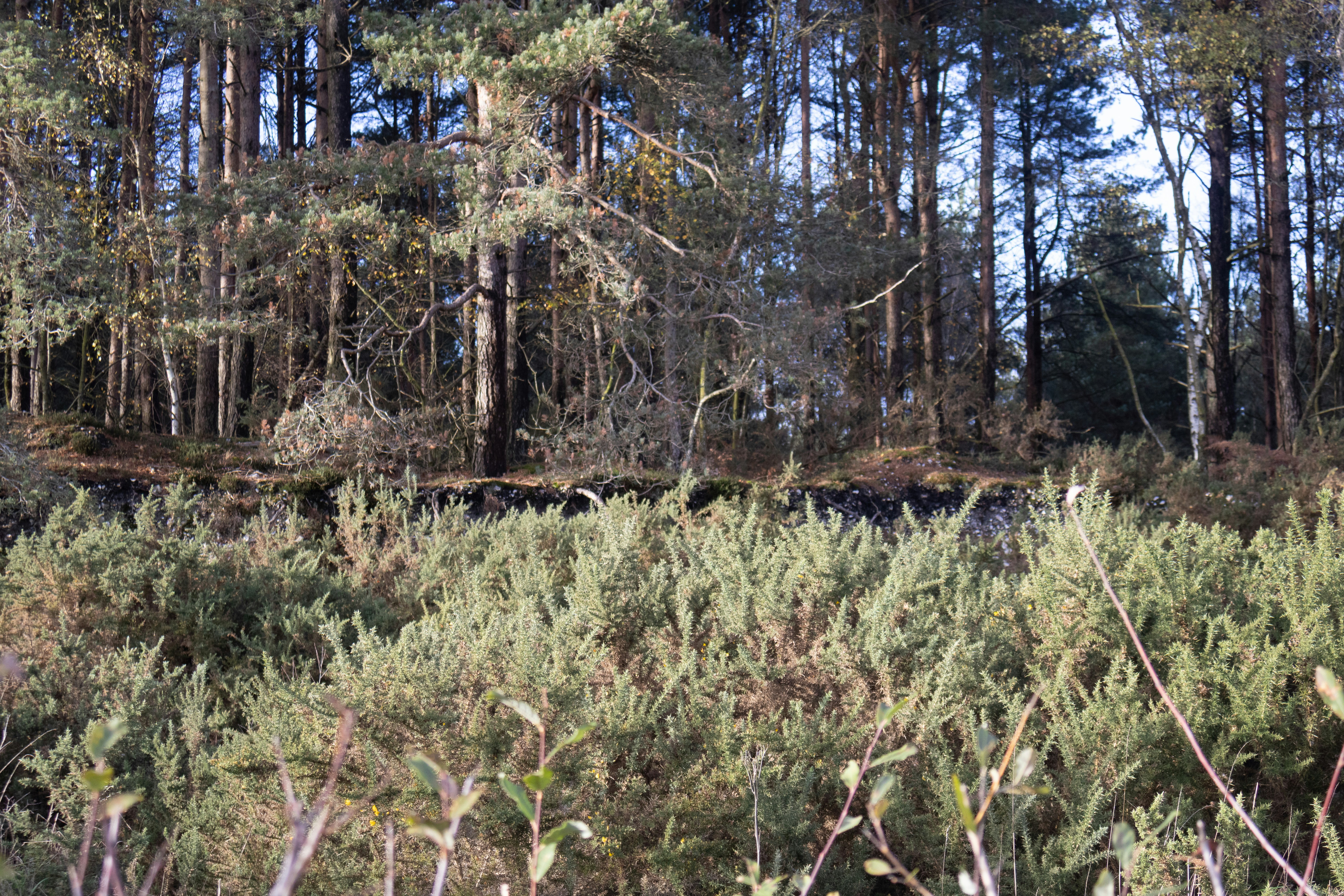 Pine Line at the Edge of a Quiet Clearing