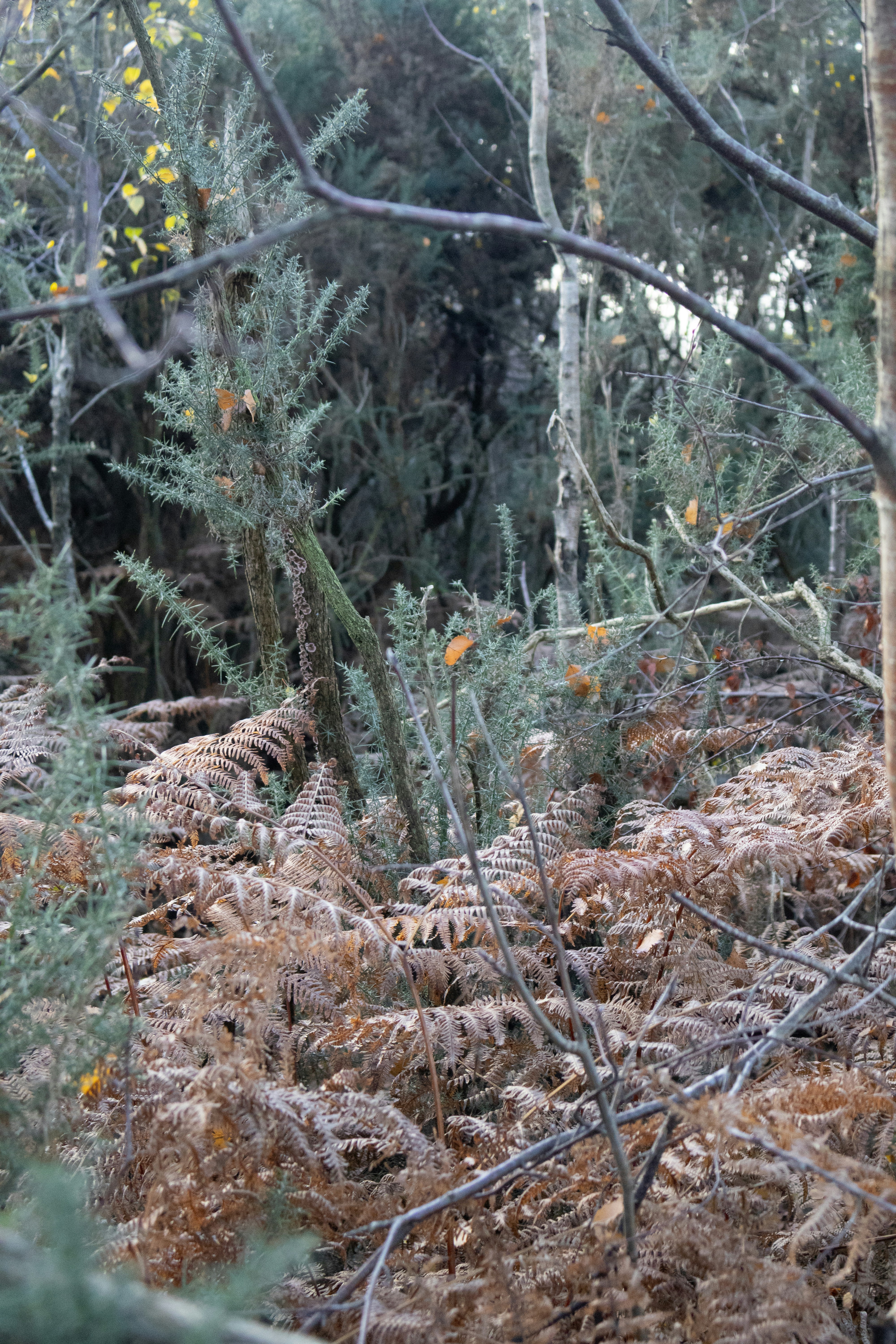 Understory Veil: Ferns Framing a Quiet Forest