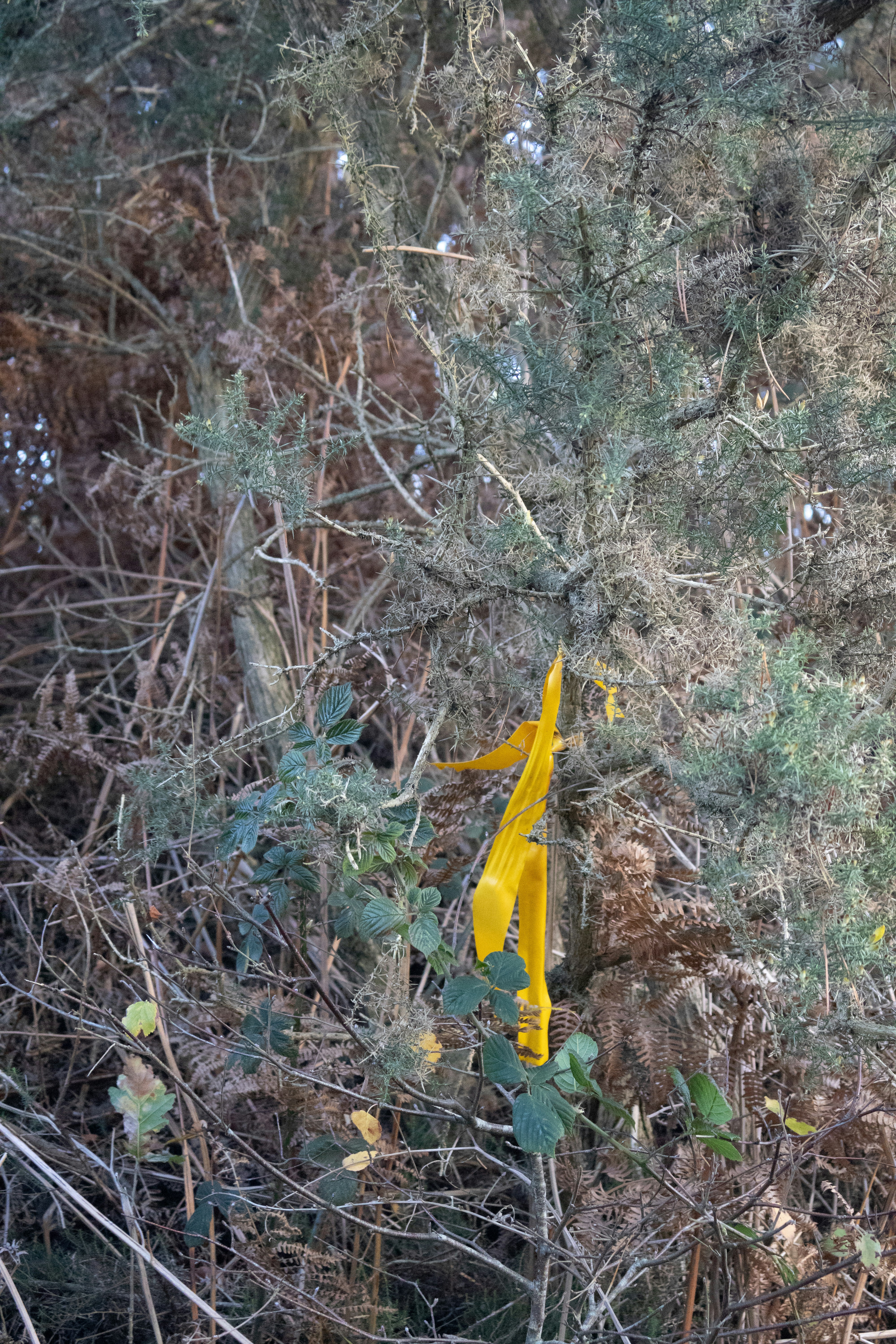 Signal in the Thicket: A Bright Yellow Ribbon Among Dry Brush
