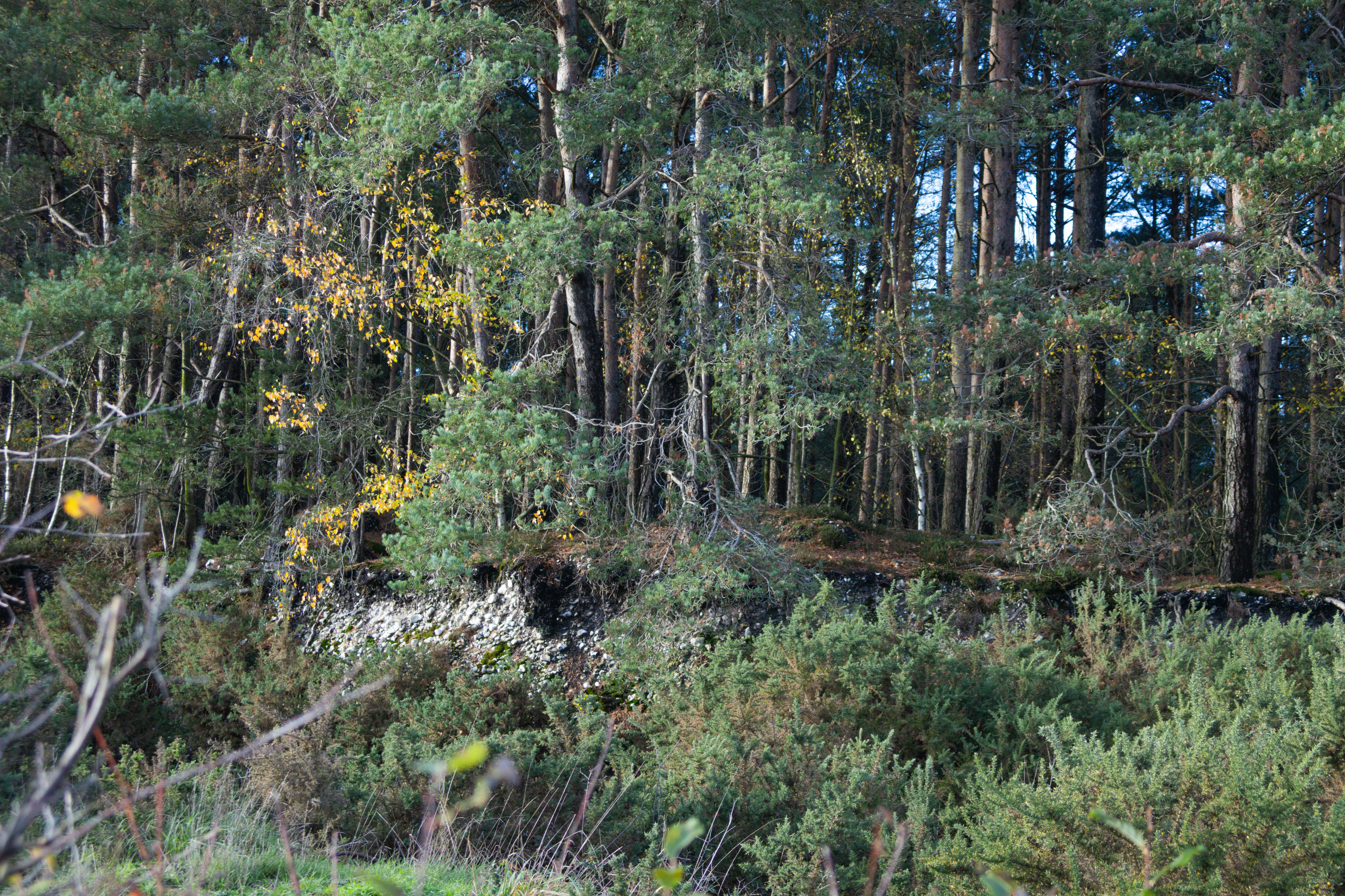 Edge of the Pines: Mossy Verge Along a Quiet Forest Ridge
