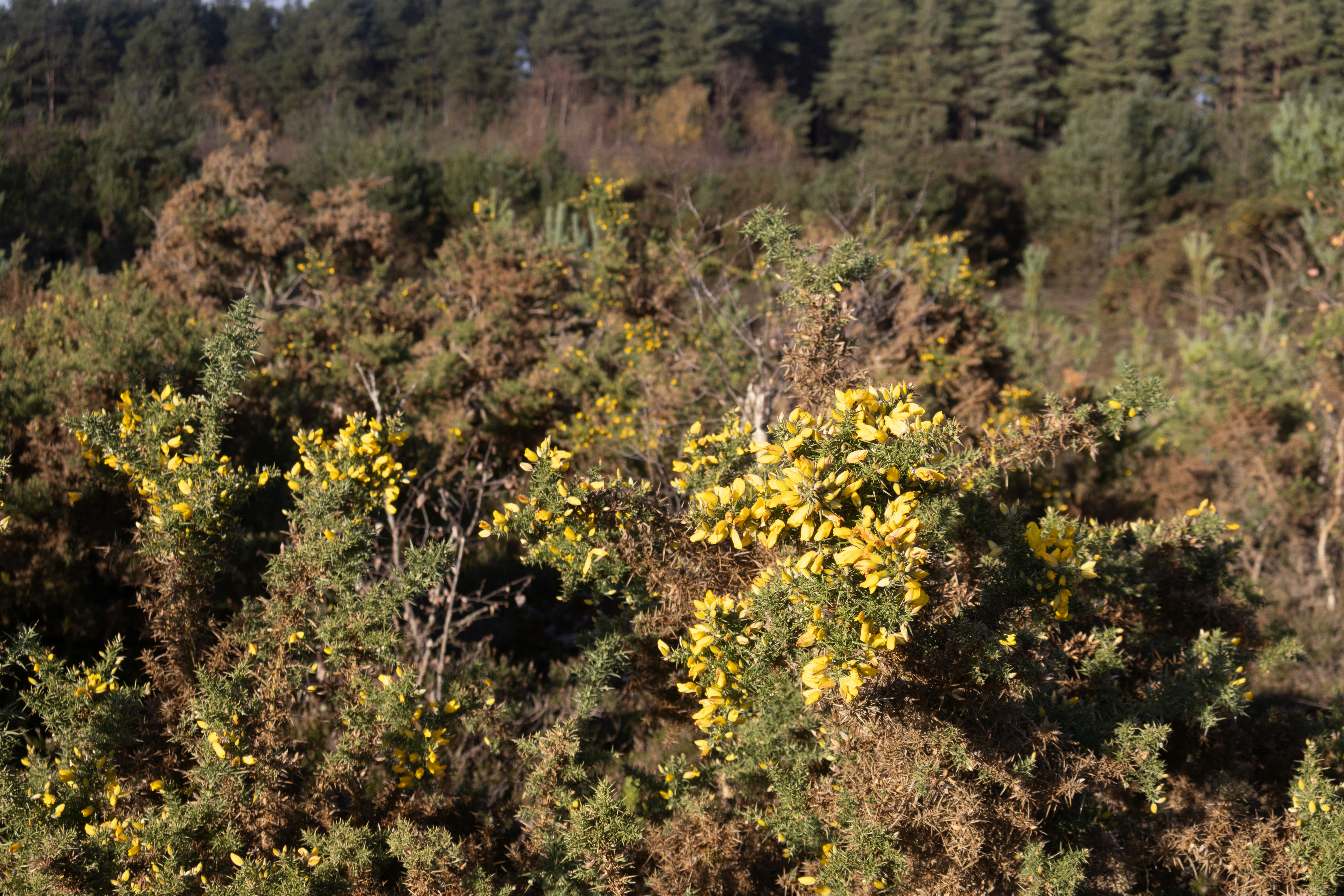 Gold on Green: Gorse Blooms in a Sunlit Heath