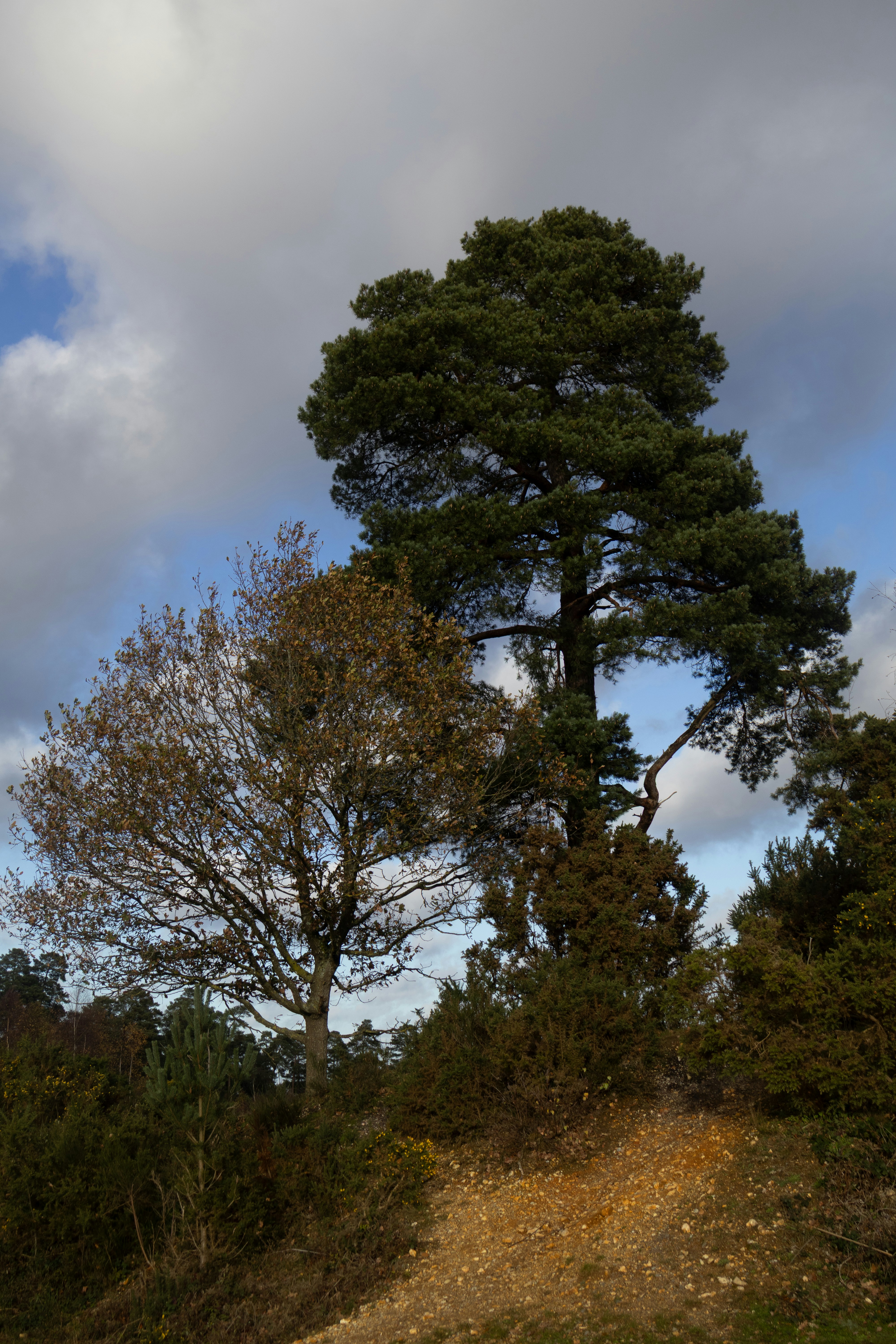 Sentinel Pine on a Wind-Swept Ridge