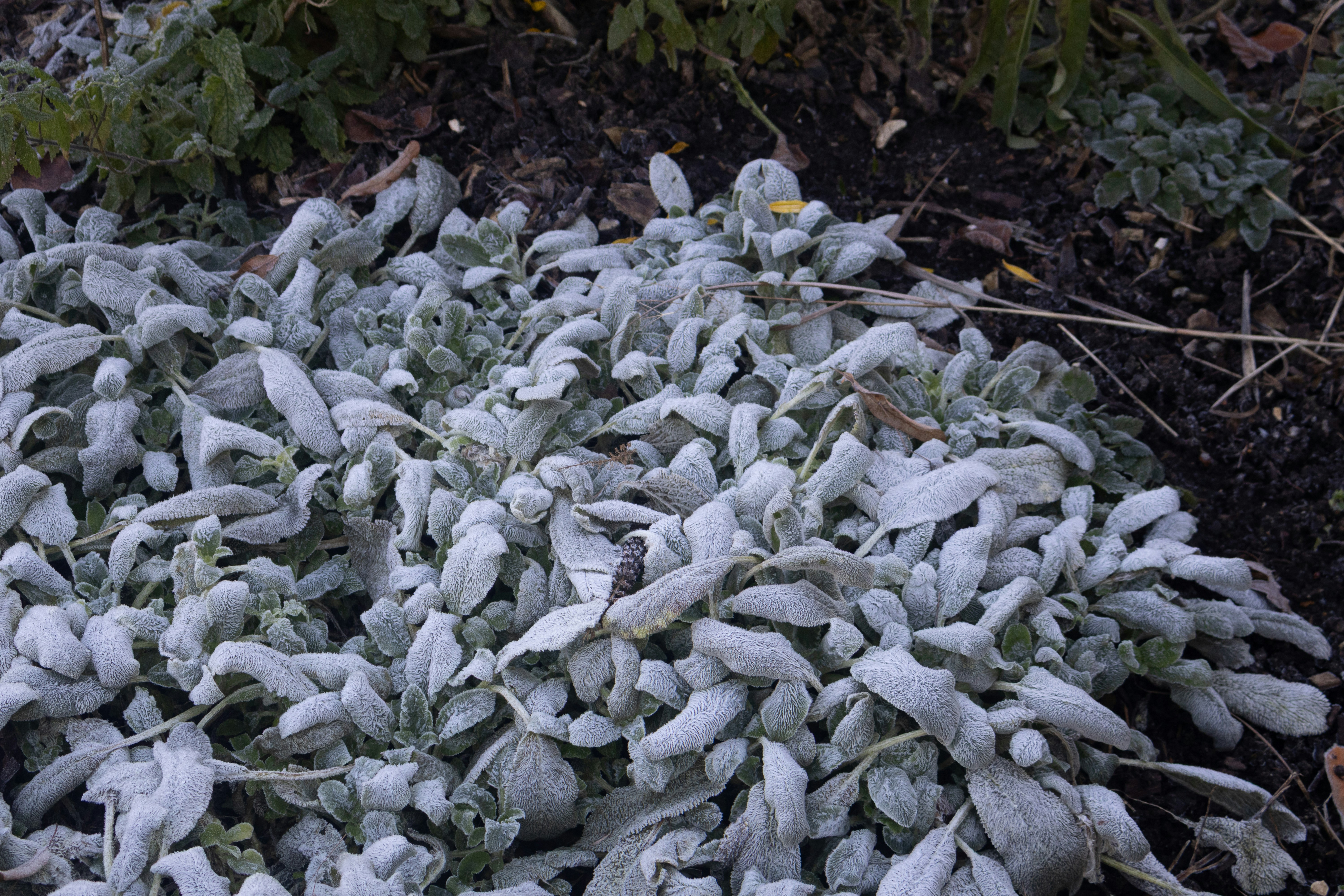 Ice-kissed Carpet: frost on a groundcover in winter hush