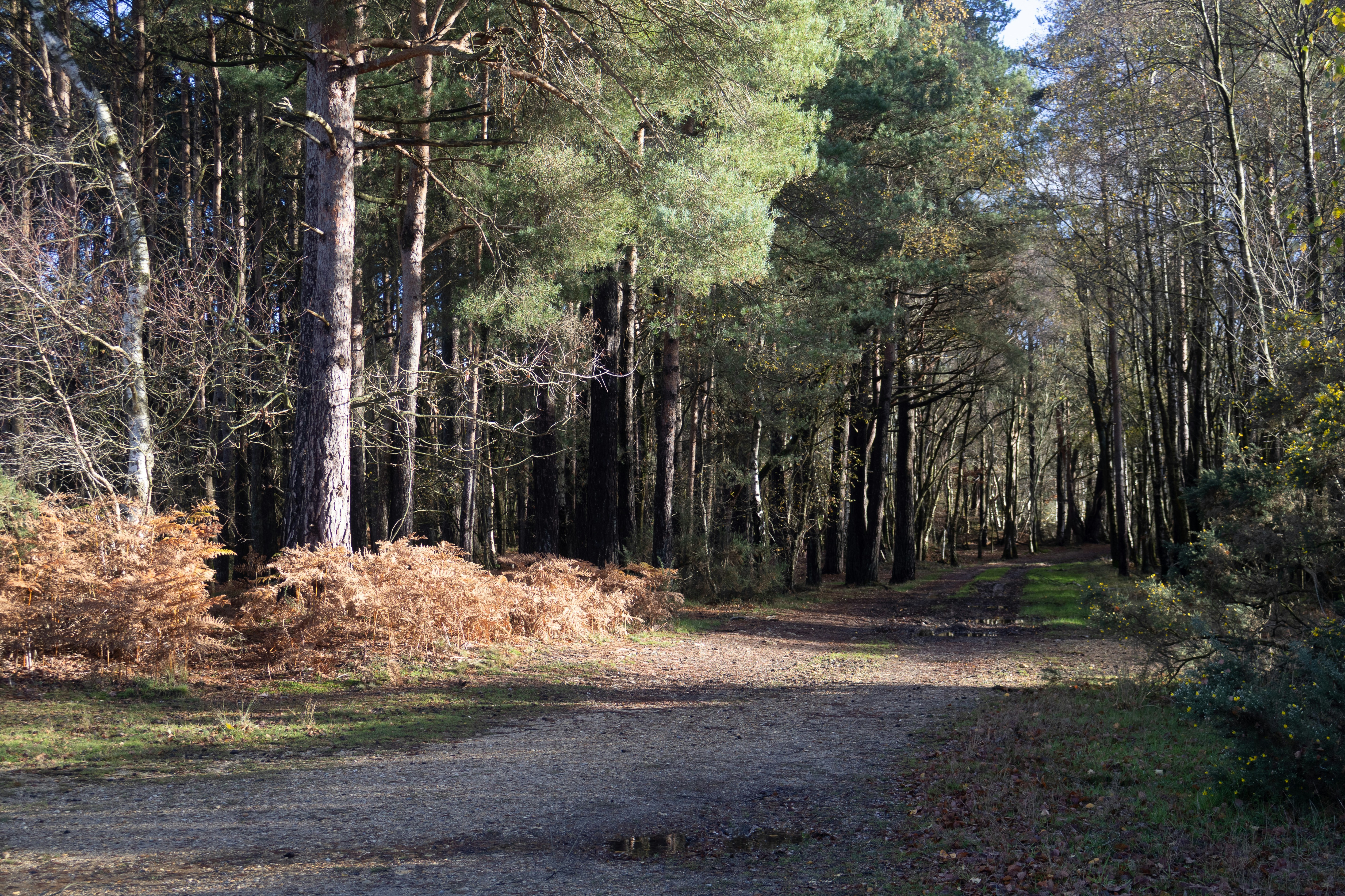 Sunlit Corridor: A Pine Forest Path Recedes into Shade