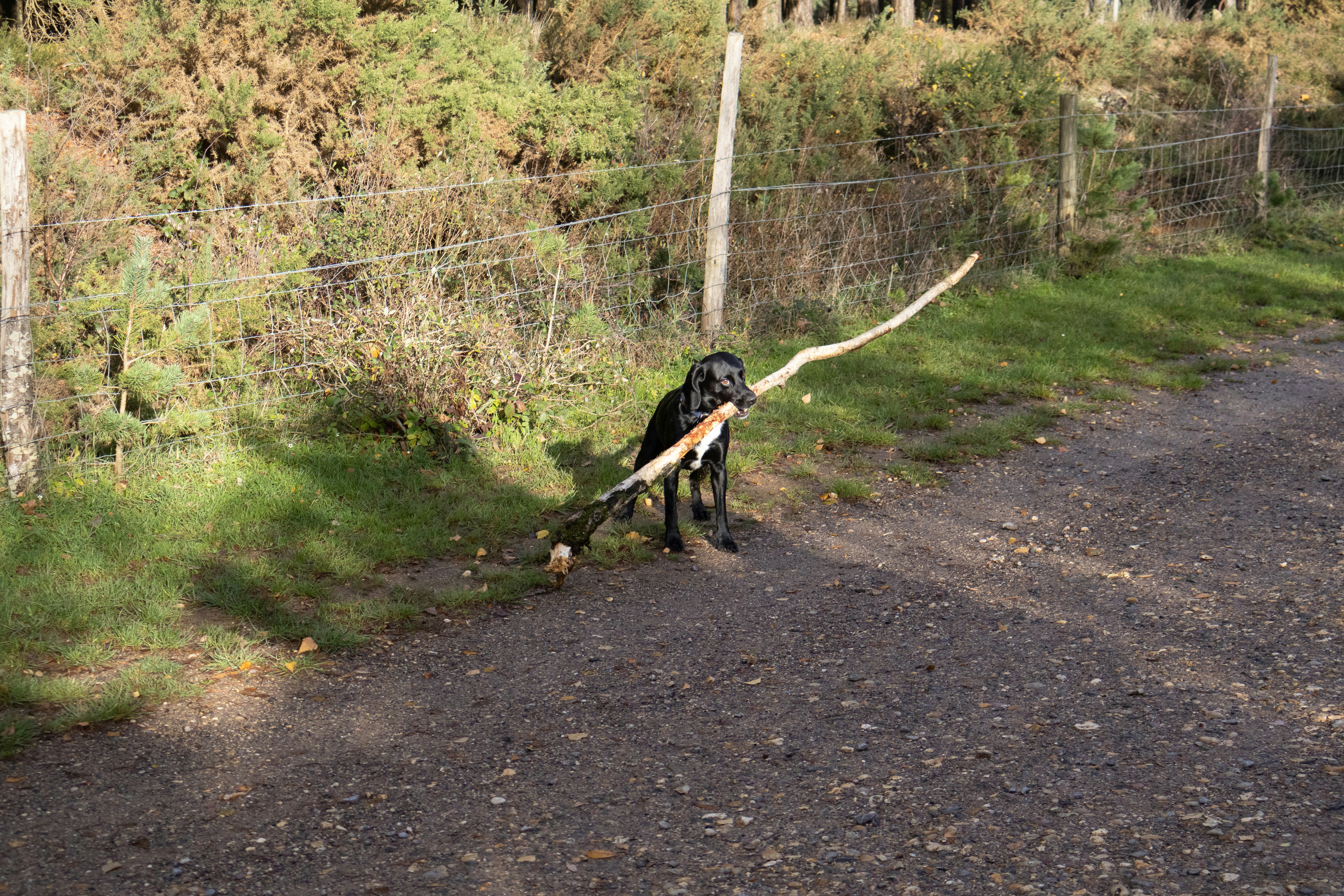 The Stick Quest: A Black Retriever on a Gravel Lane