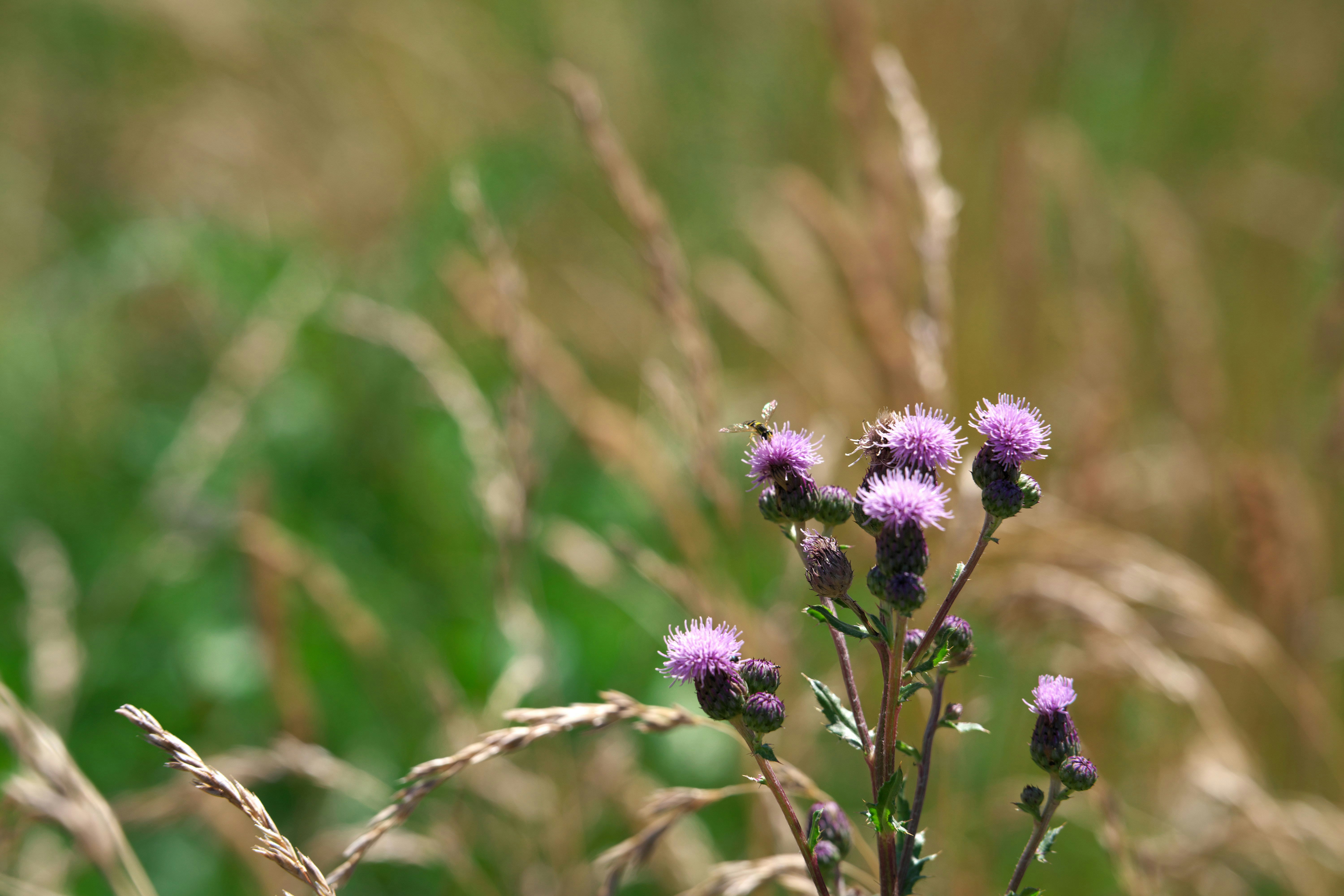 Photo by Tadeusz Zachwieja with Sony Alpha 7R V