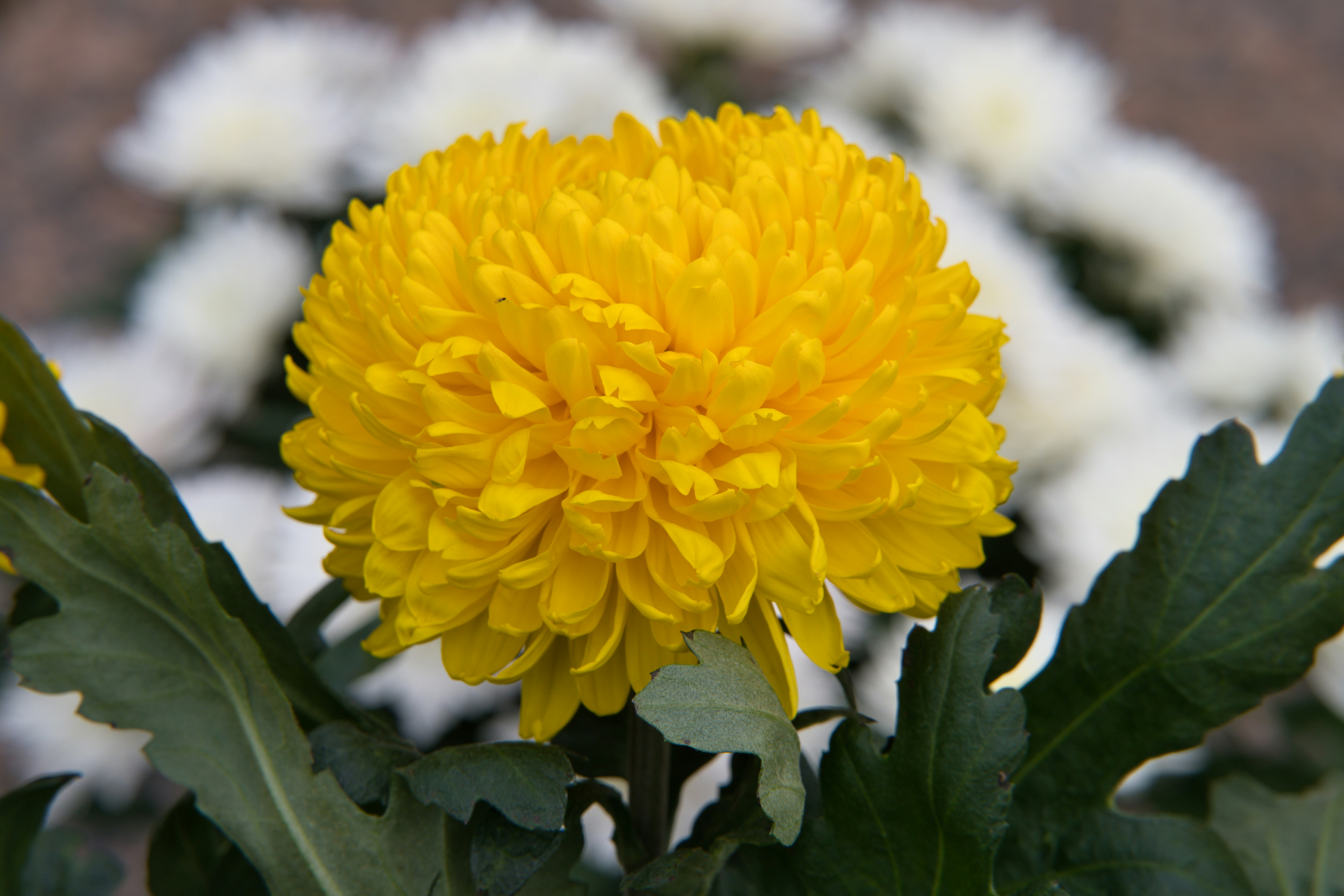 Center of Gold: A Chrysanthemum in Focus