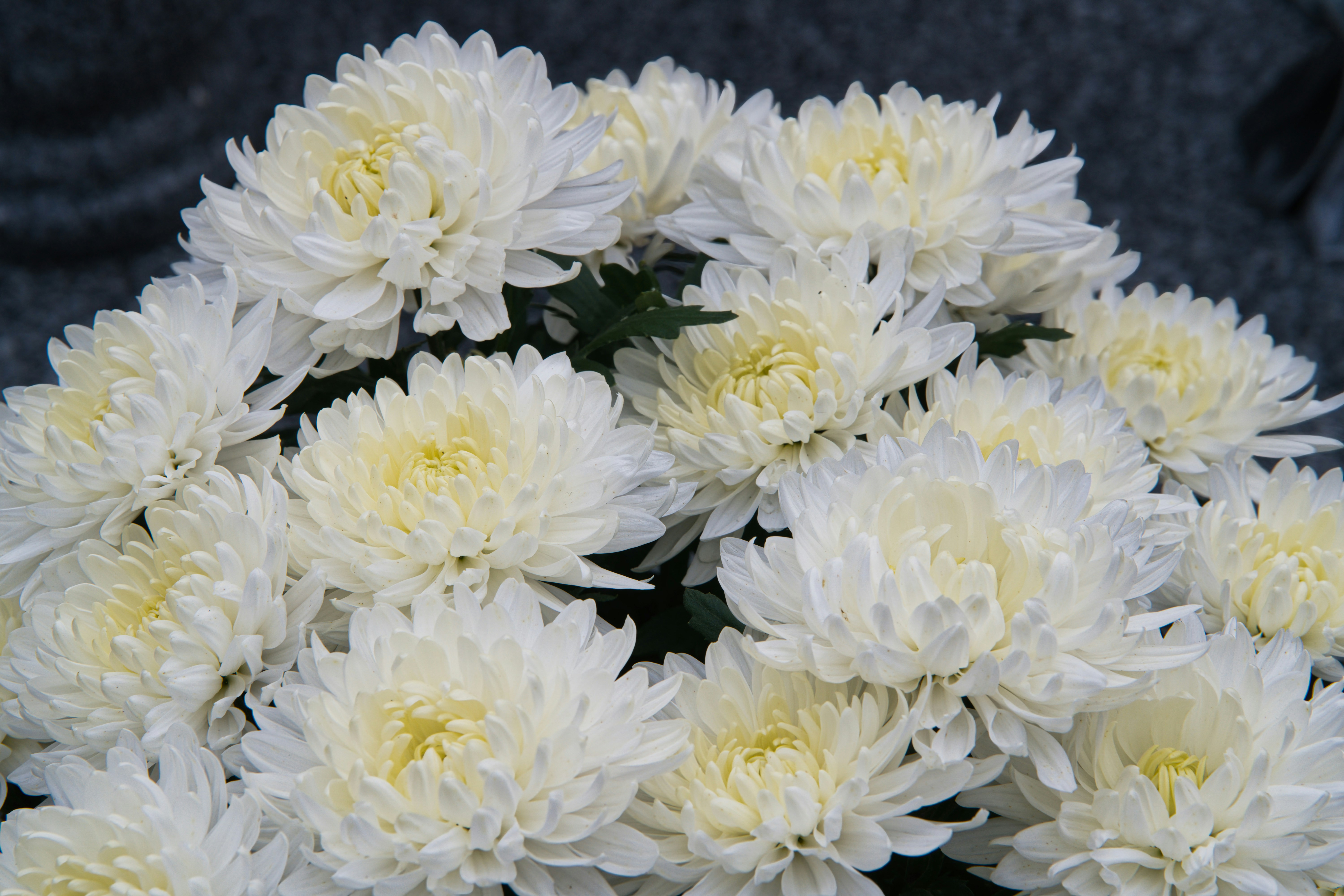 Photo by Tadeusz Zachwieja with Sony Alpha 7R V