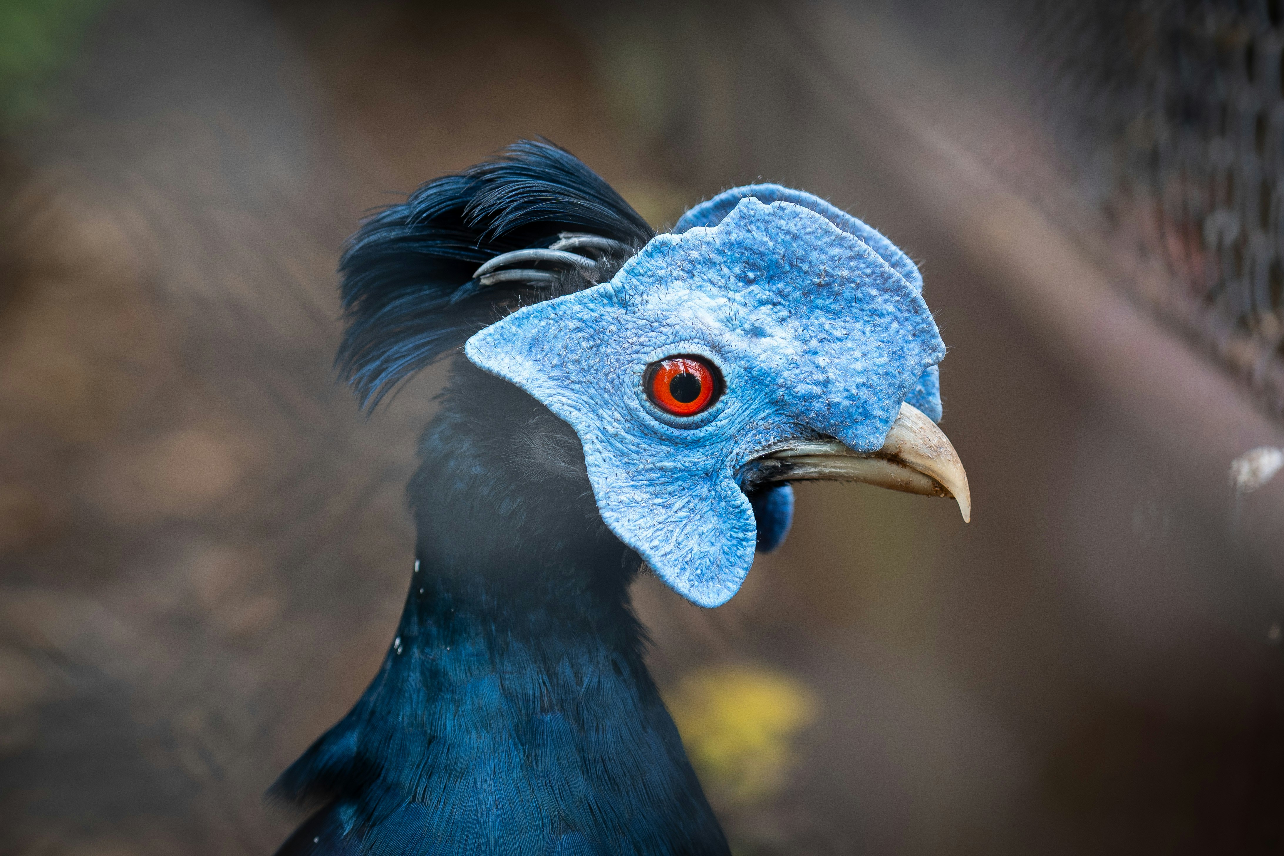 Gaze of the Blue Crest: Close-Up Portrait of a Cassowary