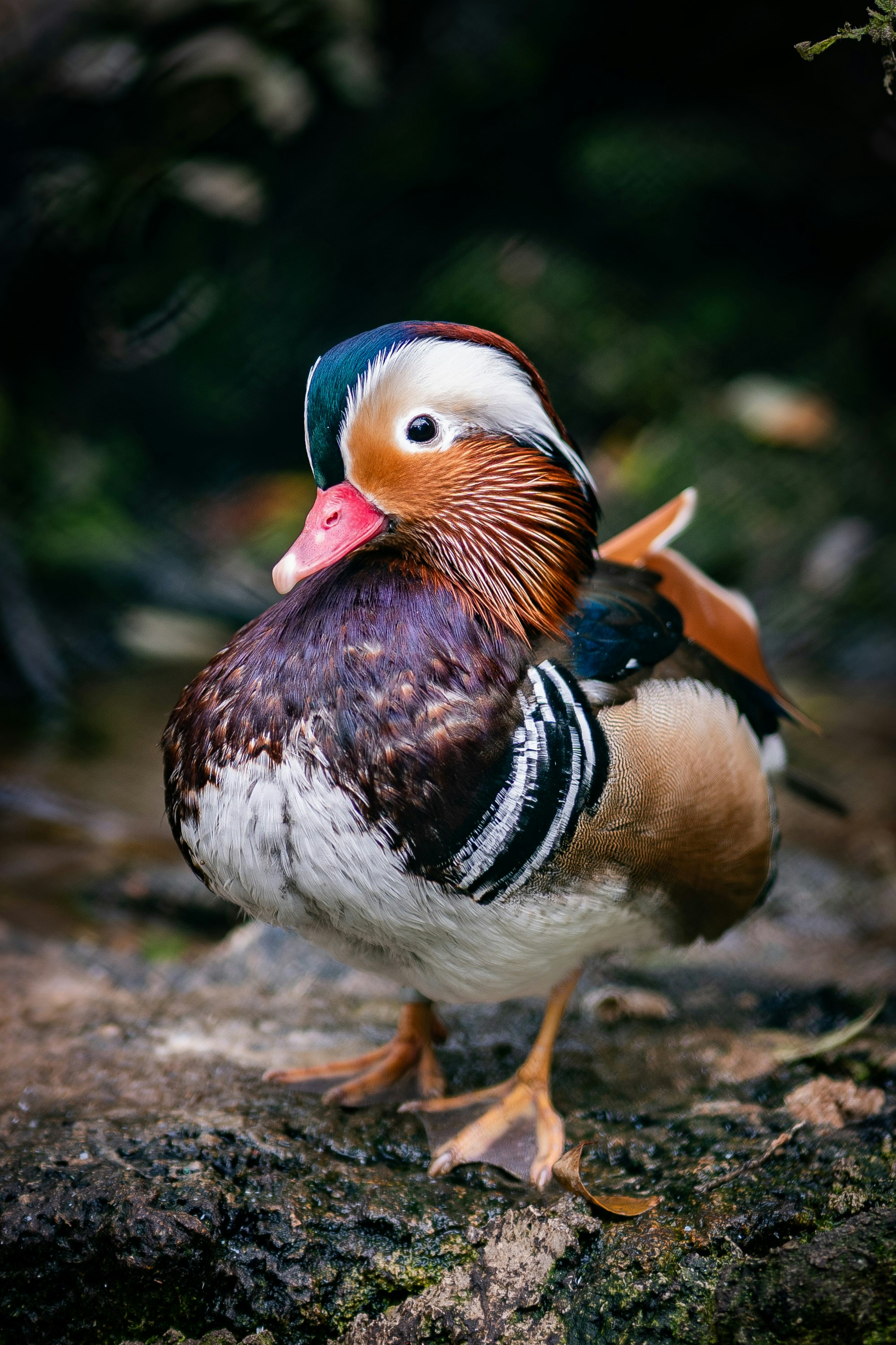 Colorful Mandarin duck on a mossy rock