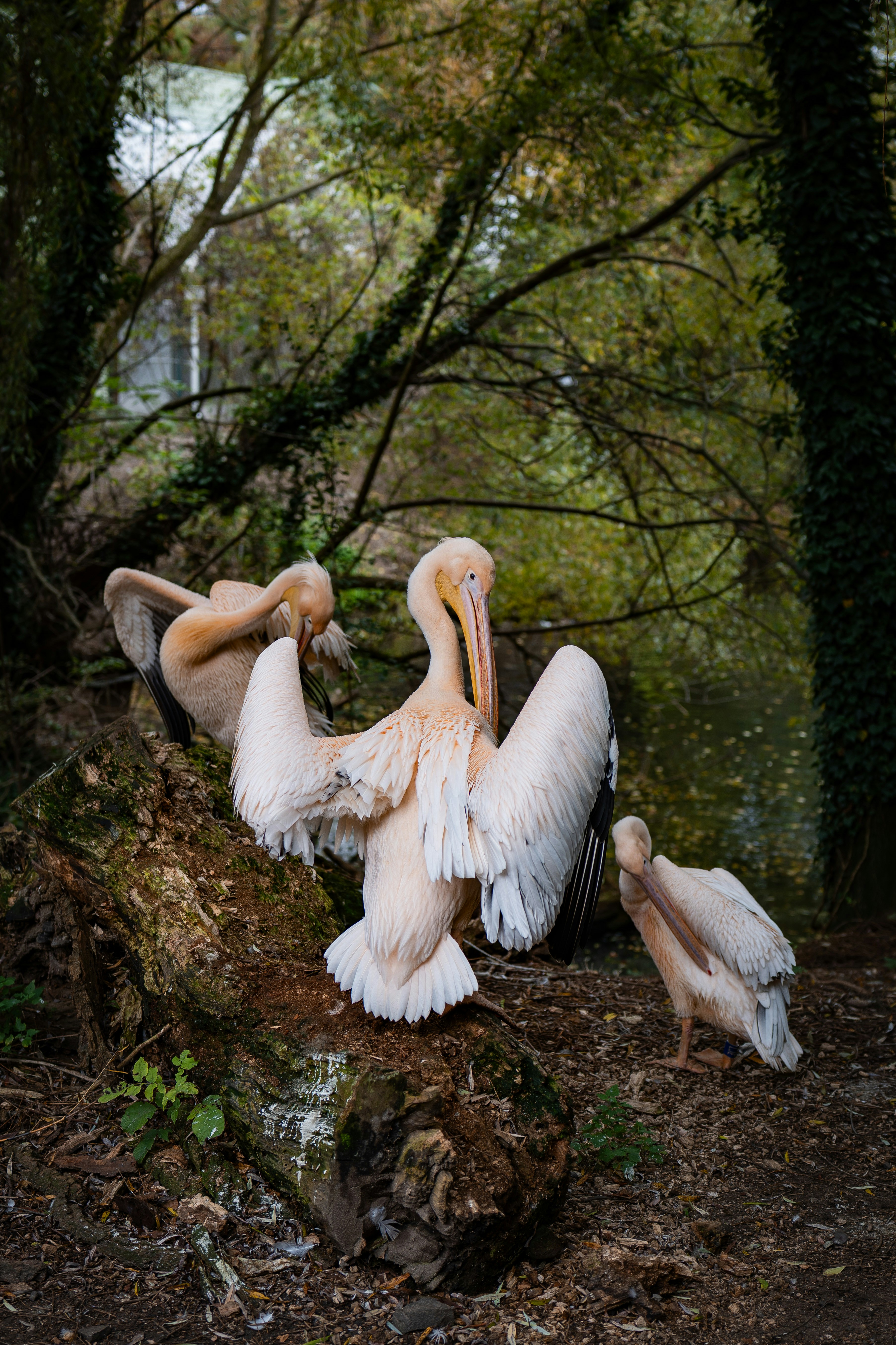 Wingspread at the Water's Edge: Pelicans in a Verdant Quiet