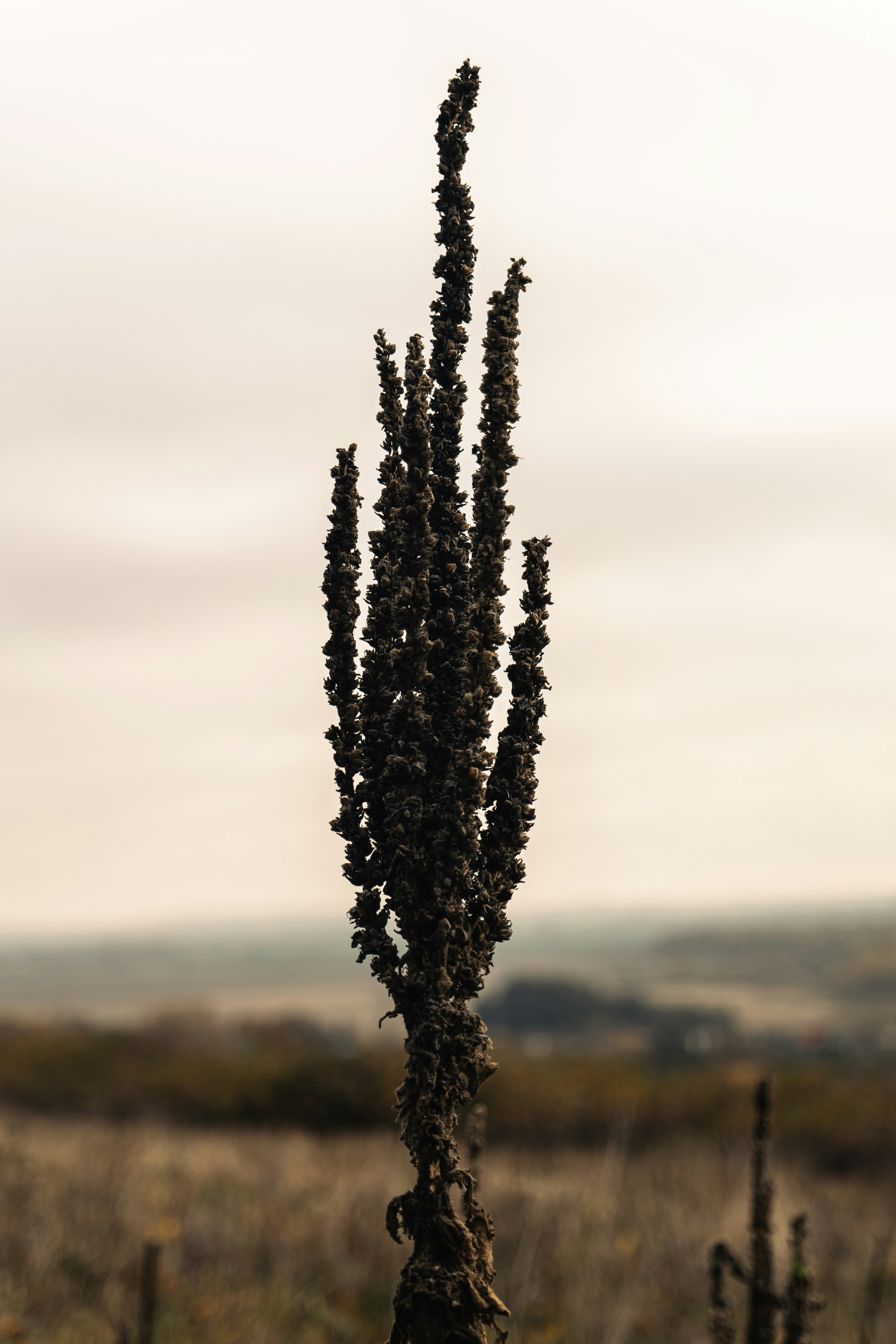 Single seedhead rising in an amber plainscape