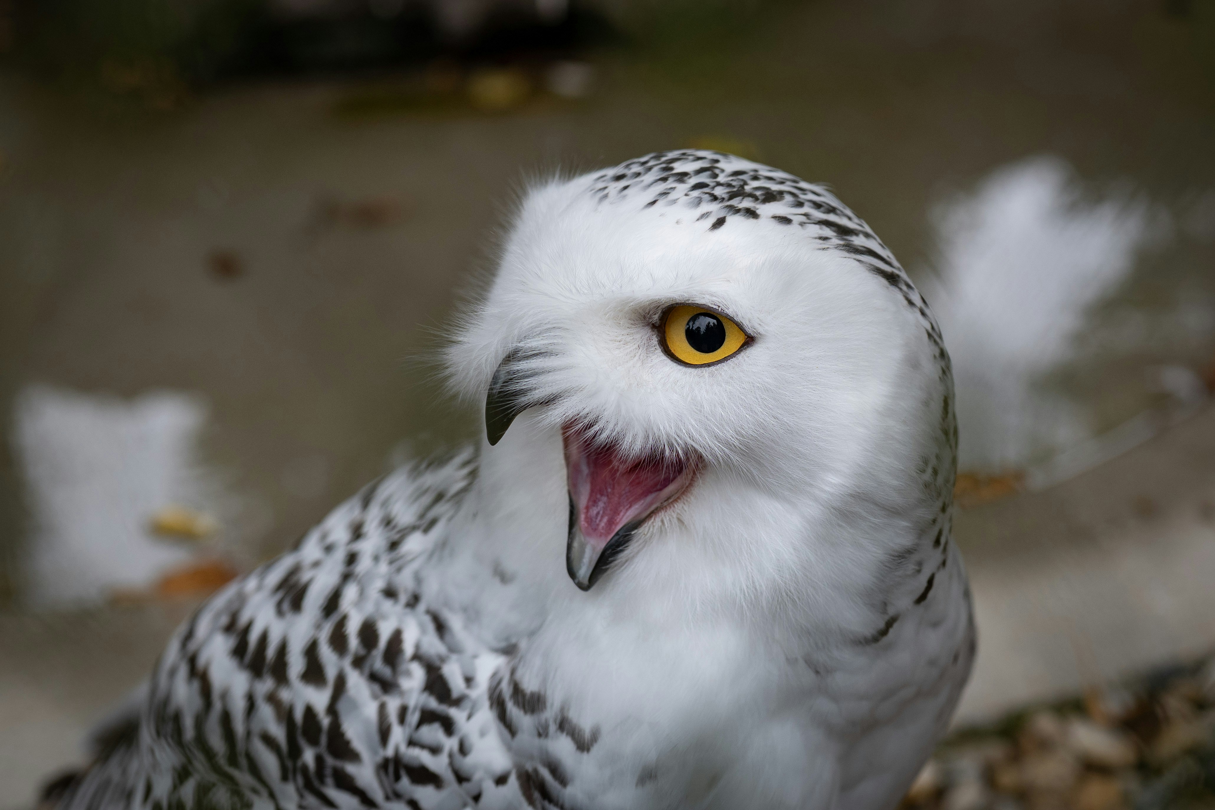 Amber Eye in Frost: Snowy Owl Close-Up Portrait