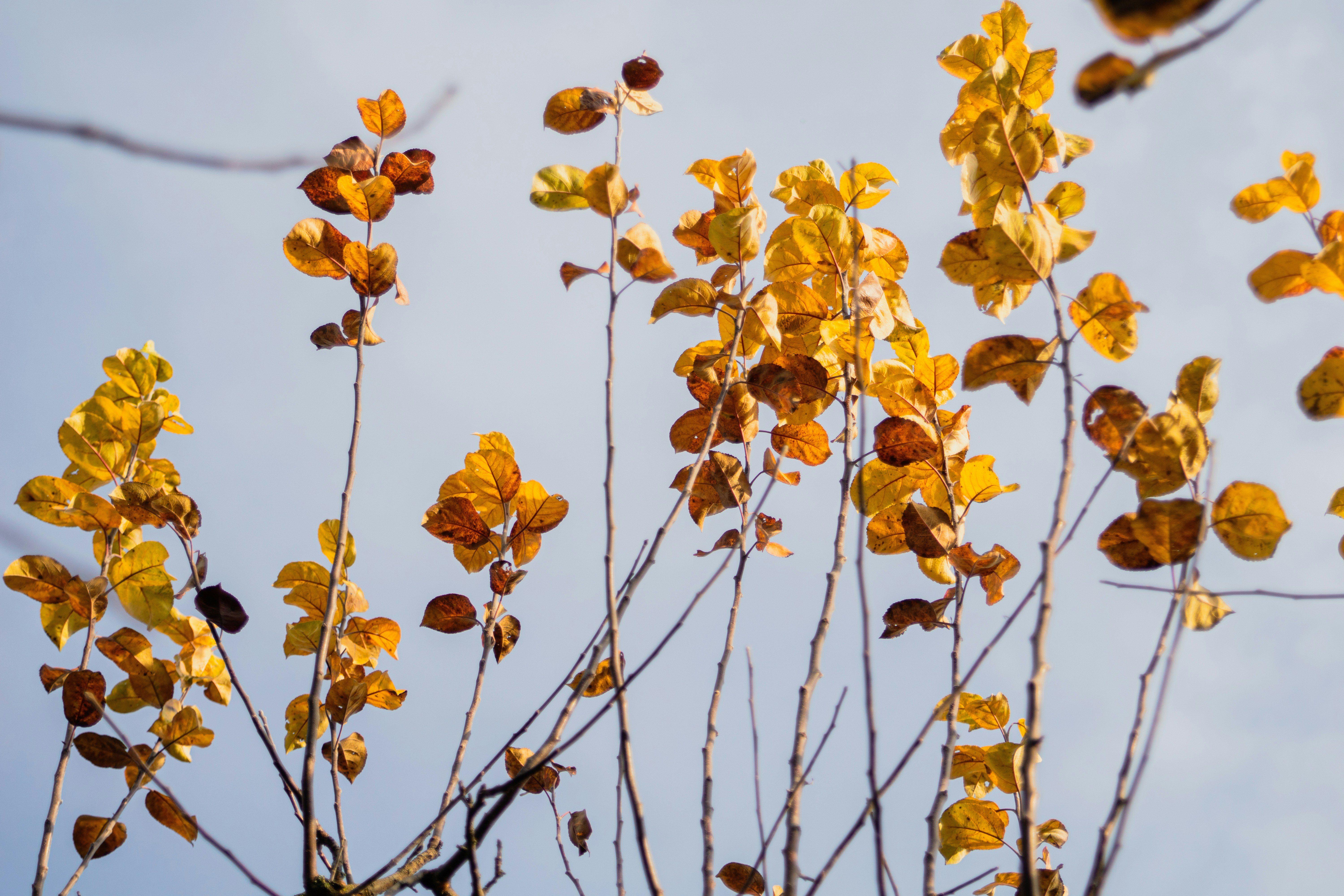 Autumn gold on delicate branches against a clear sky