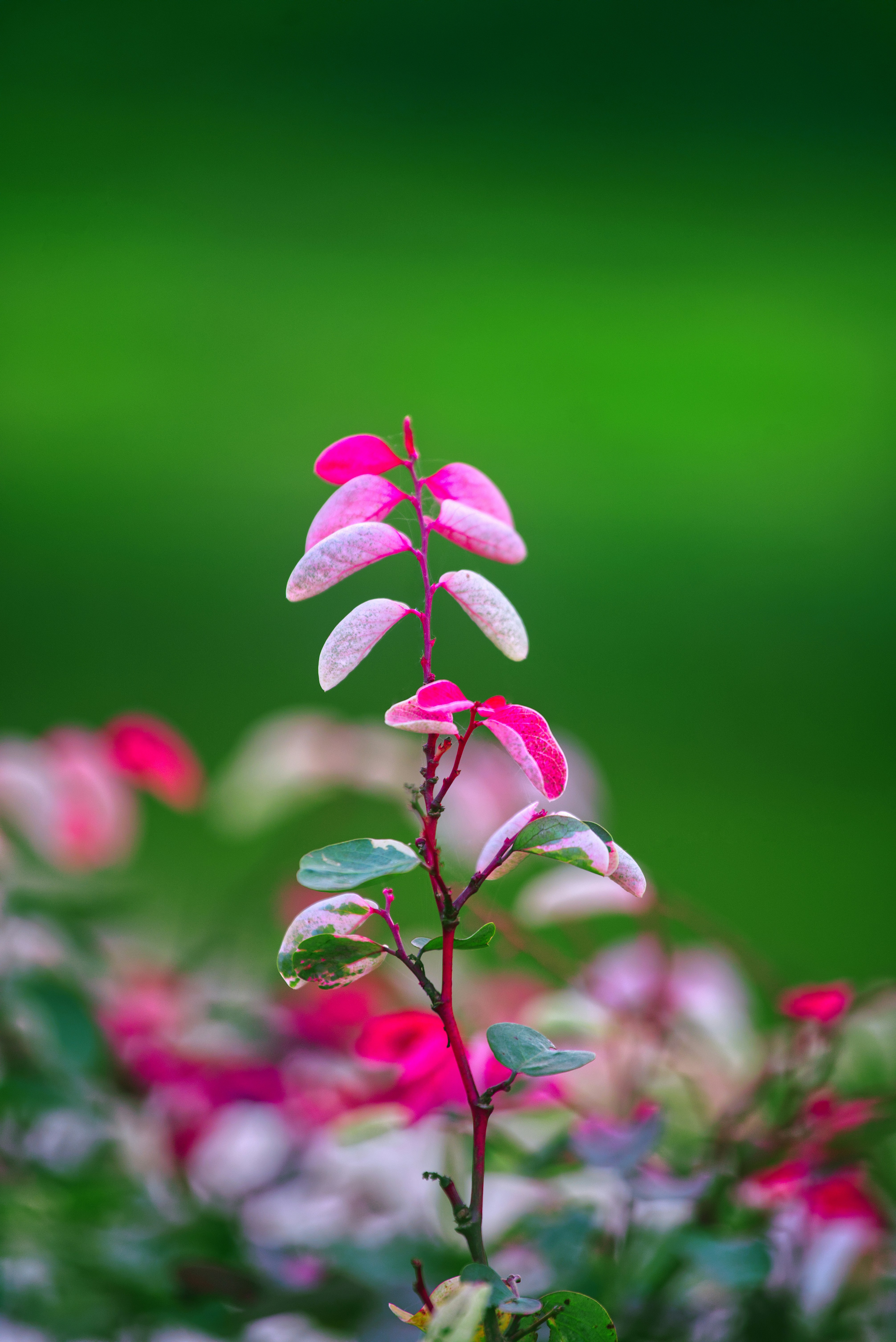 Blush-tinted Leaves Reach Toward a Velvet Green Blur