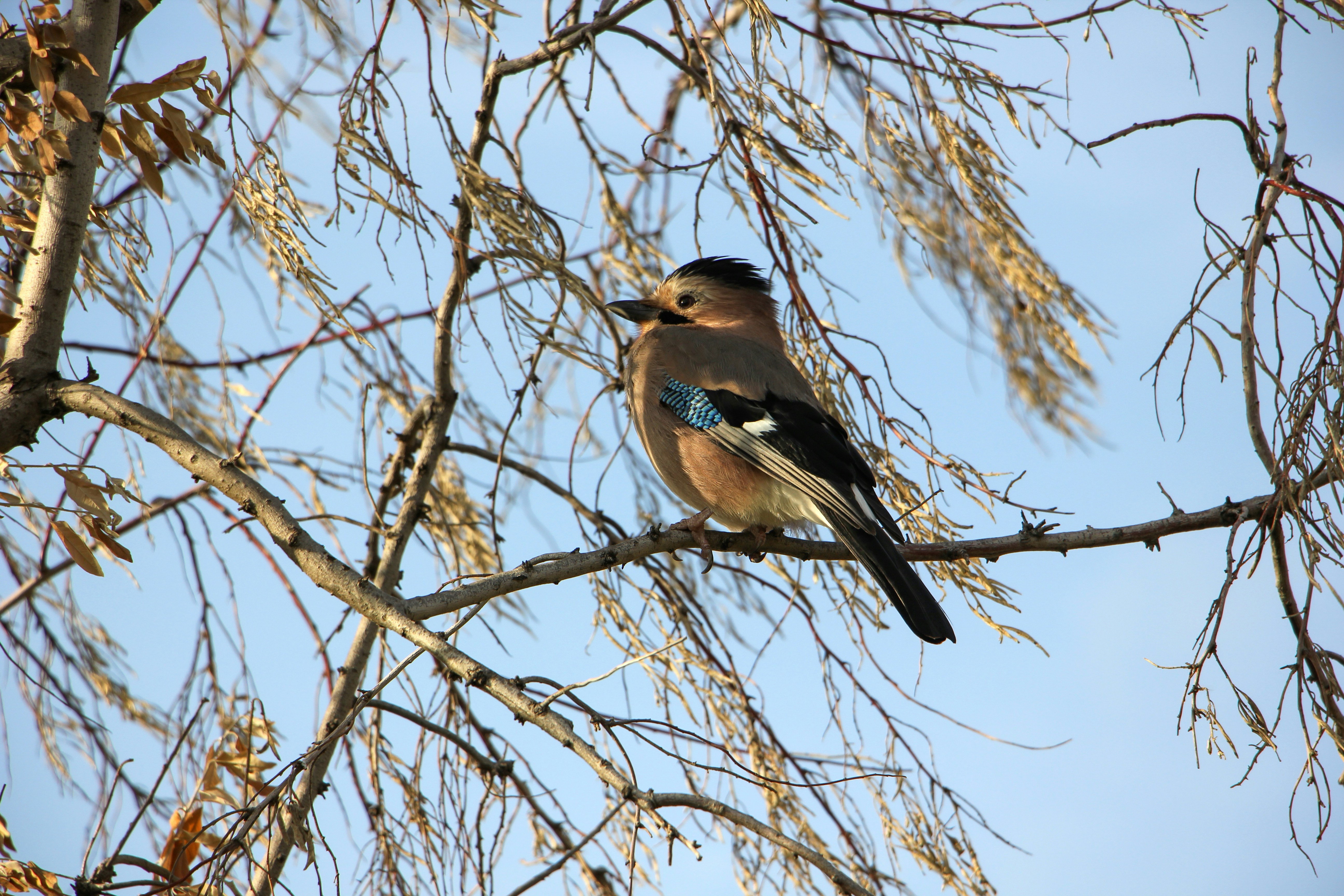 Blue-tinged Cardinal on a Winter Branch