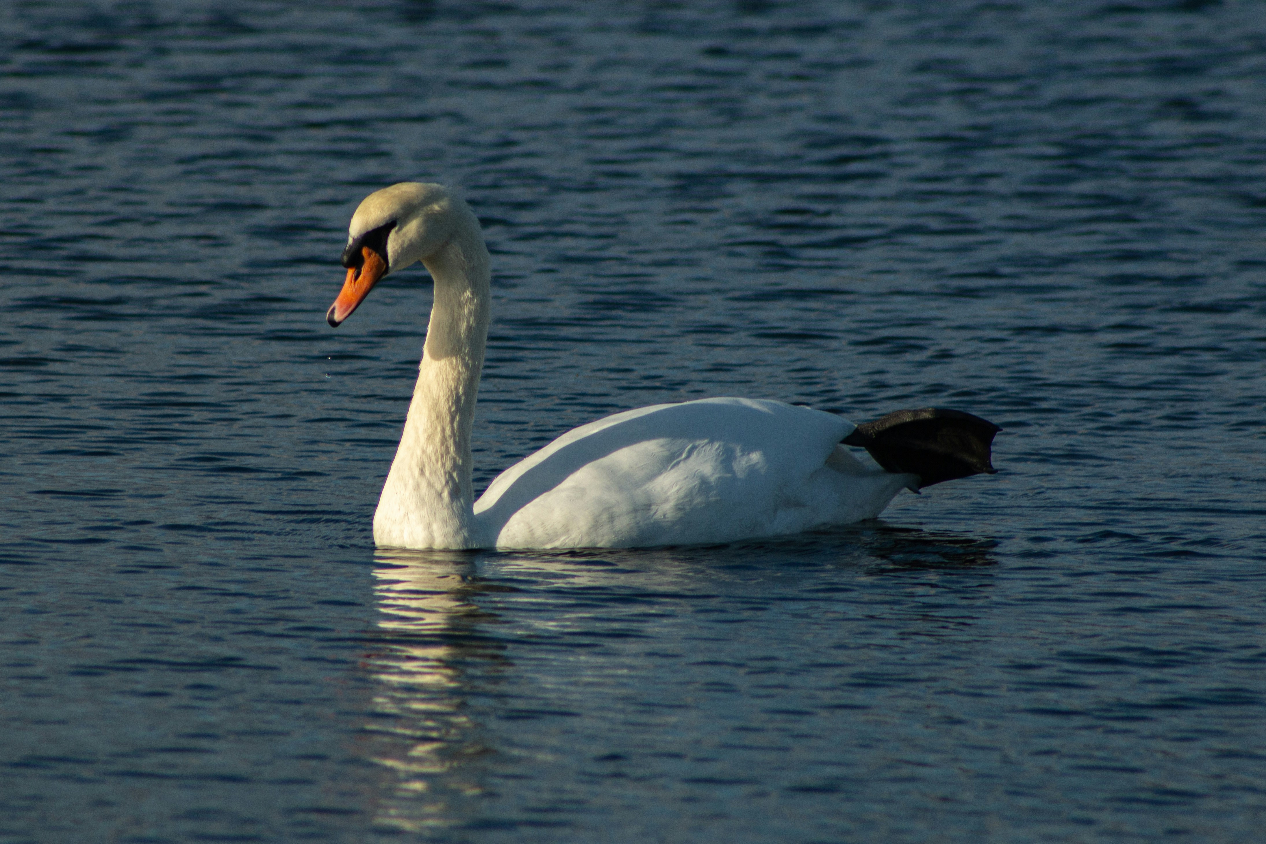 Stepan Konev (@stepan_konev) | Unsplashフォトコミュニティ