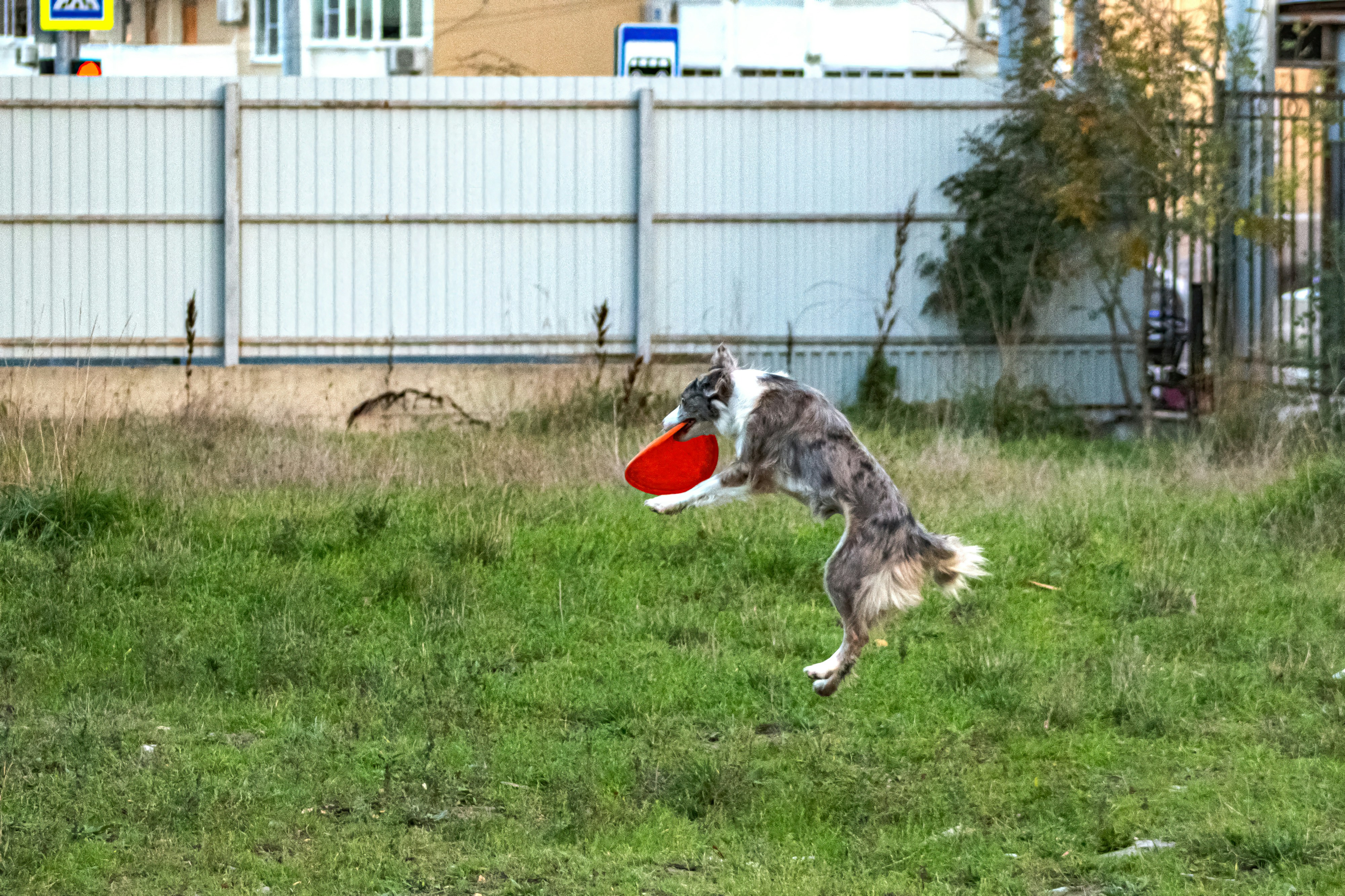 Midair Chase: A gray hound with a red frisbee