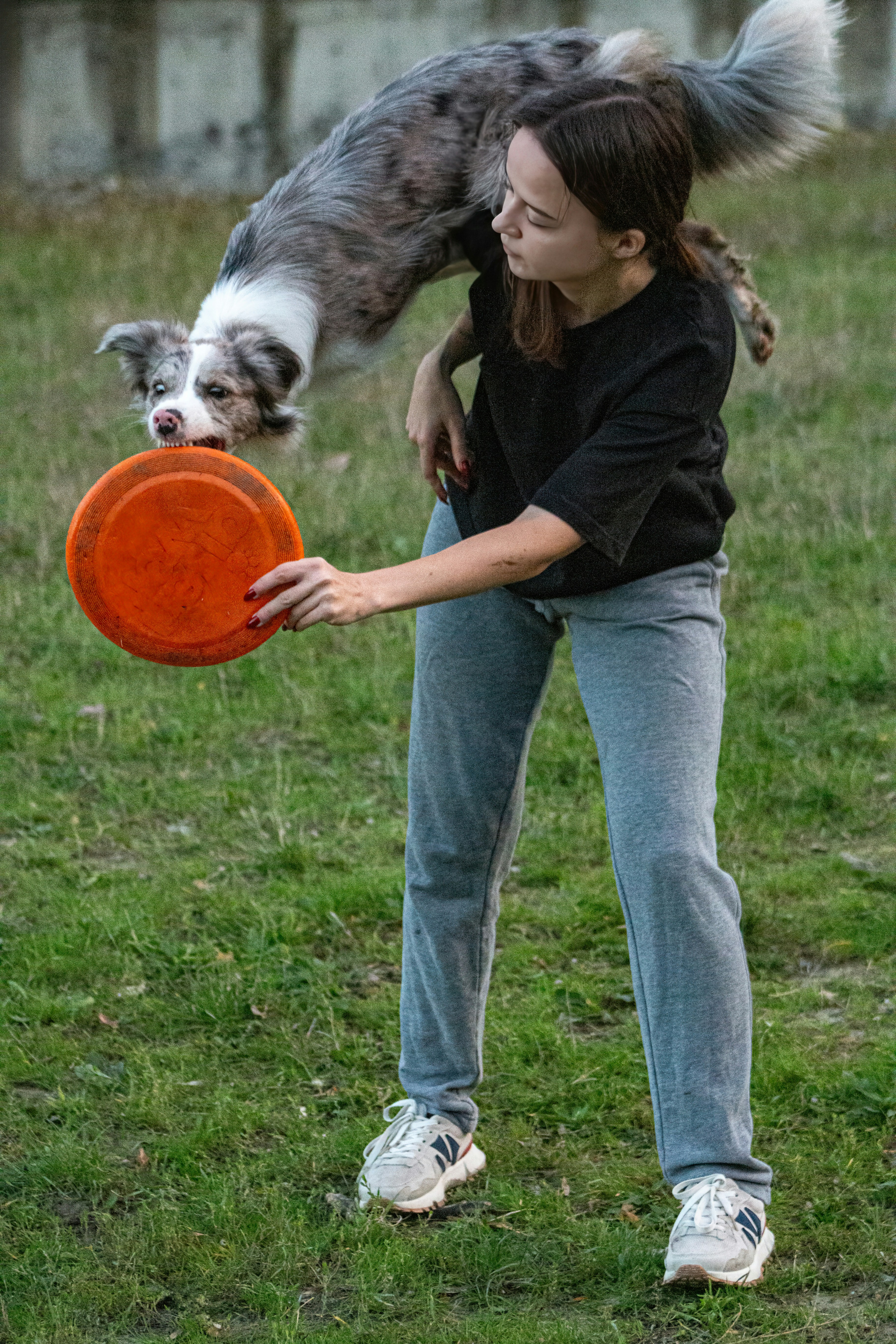 Woman playing frisbee with a dog outdoors photo – Free Animal Image on ...
