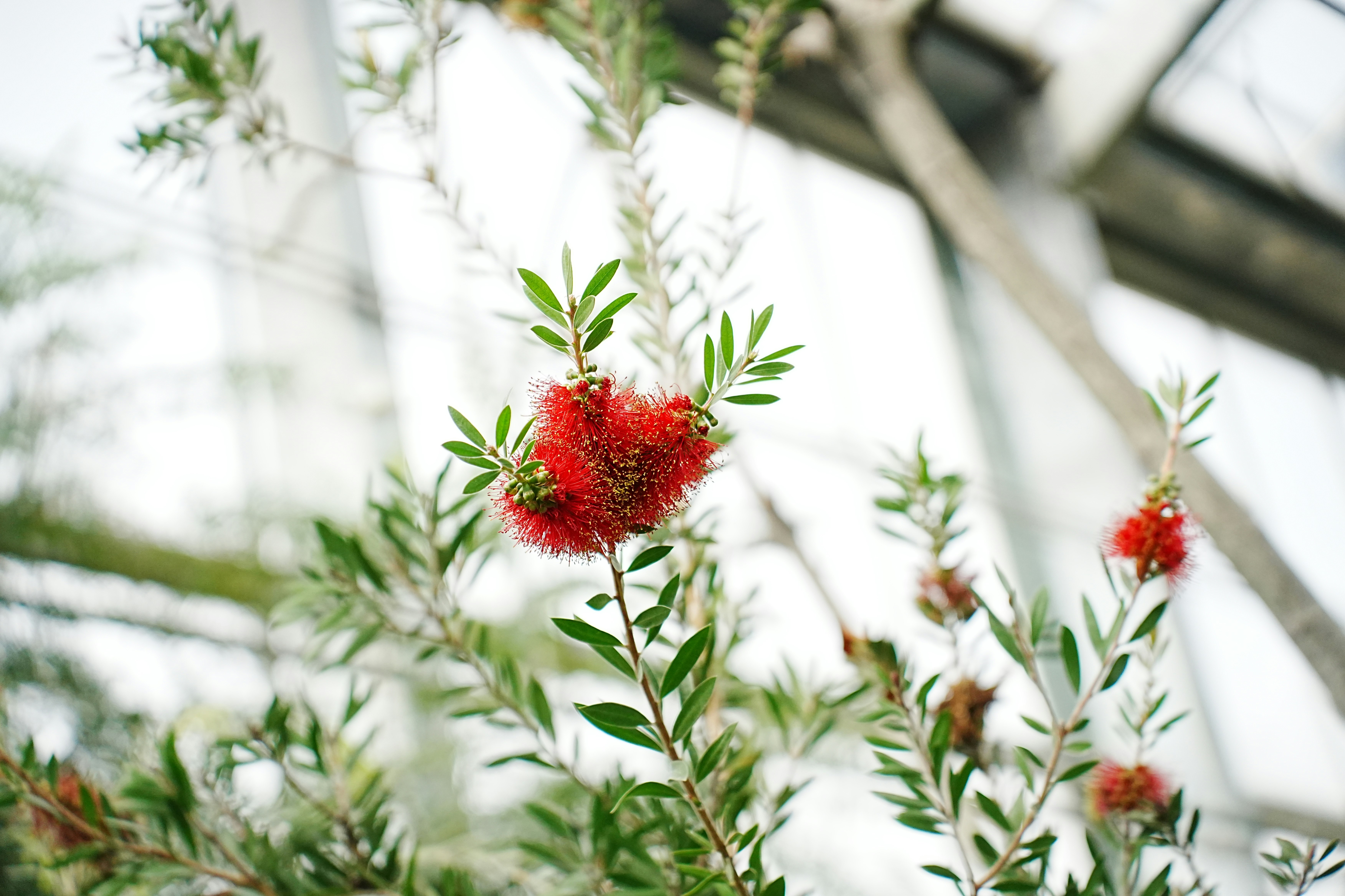 Red Bottlebrush in a Conservatory: Tiny Fireworks Among Greenery