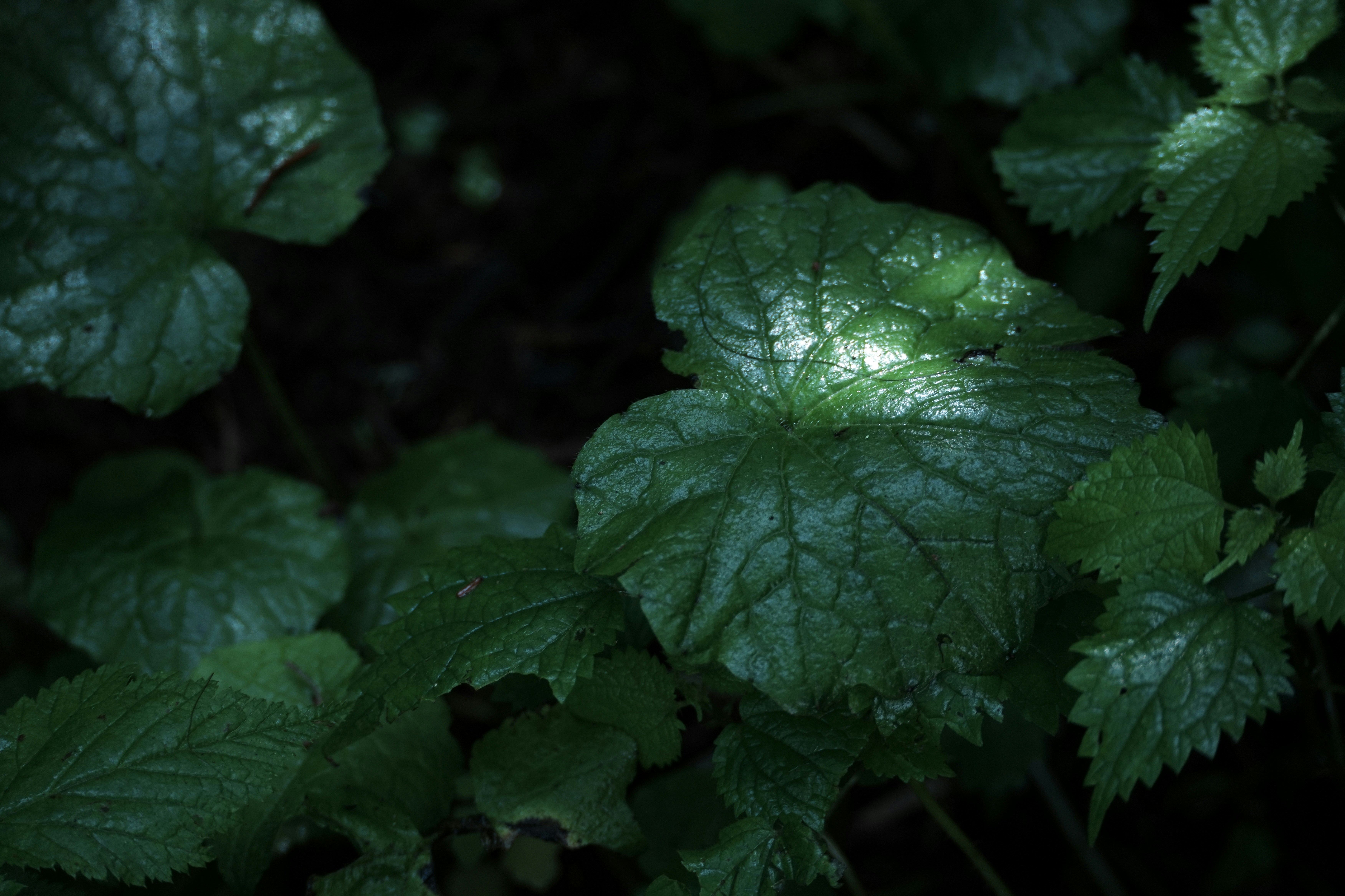 Veinwork in the Shade: close-up on glossy green leaves