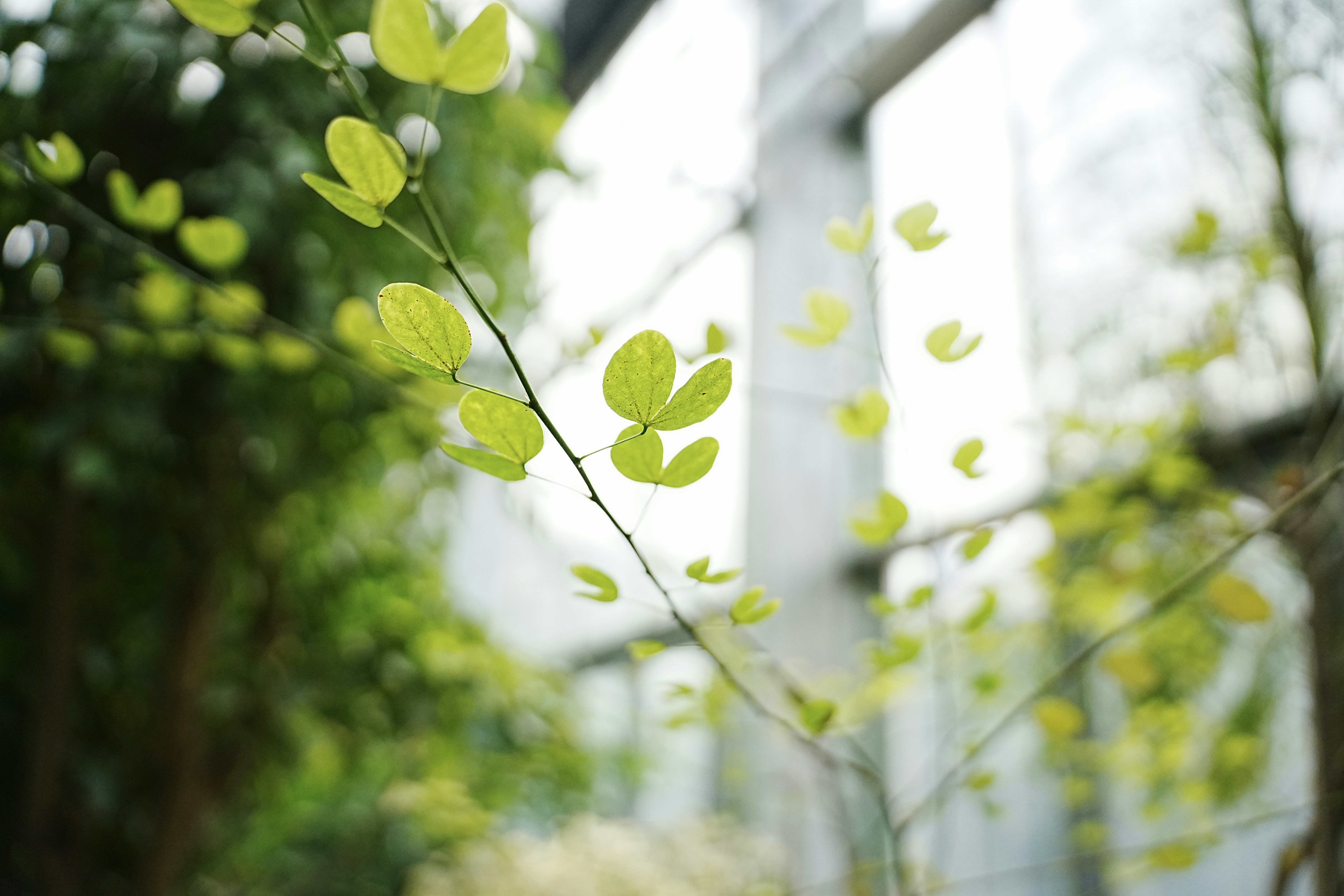 Photo by YAO SIYUAN with Sony Alpha 7 IV