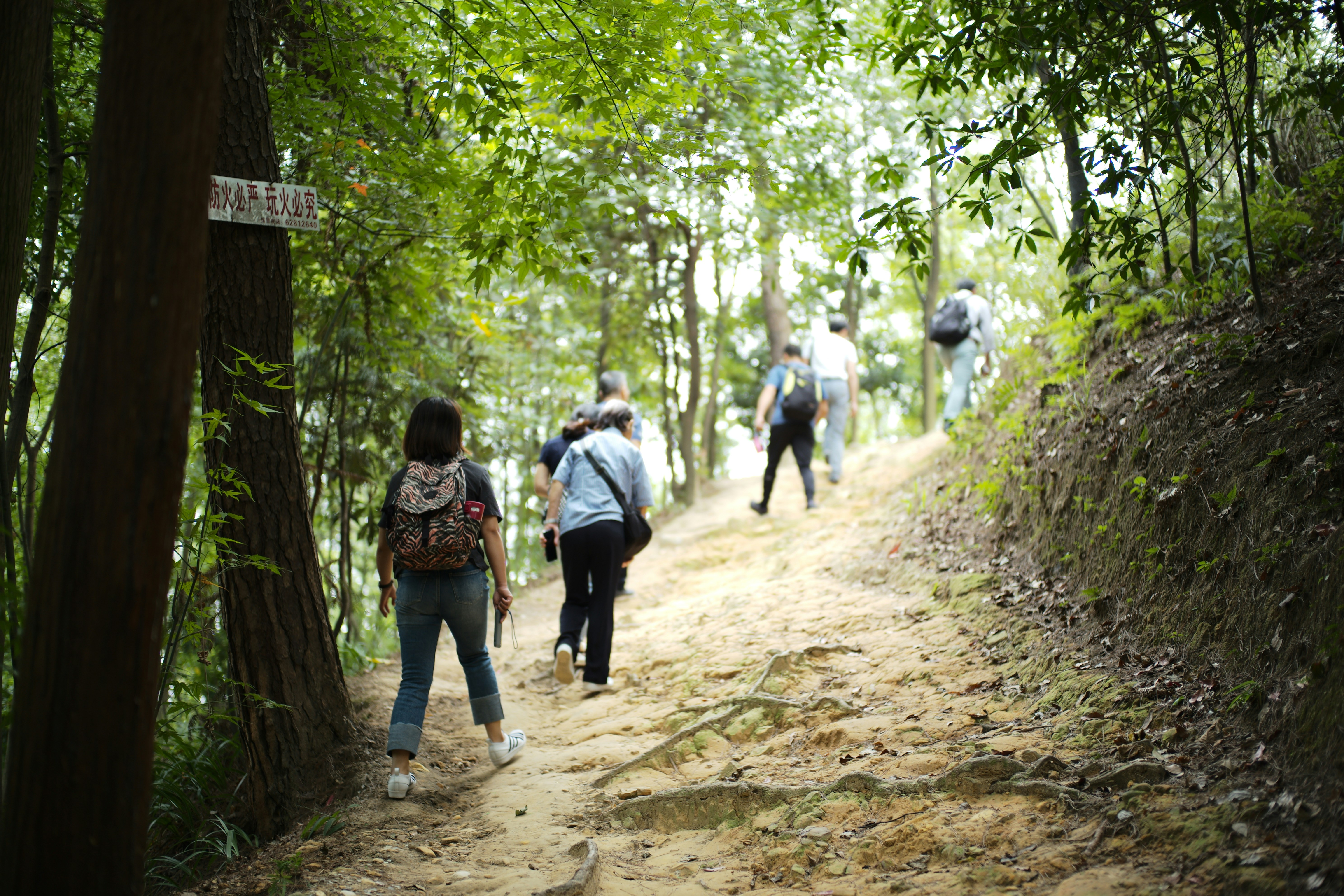 People hiking on a dirt path through a forest. photo – Free Travel ...