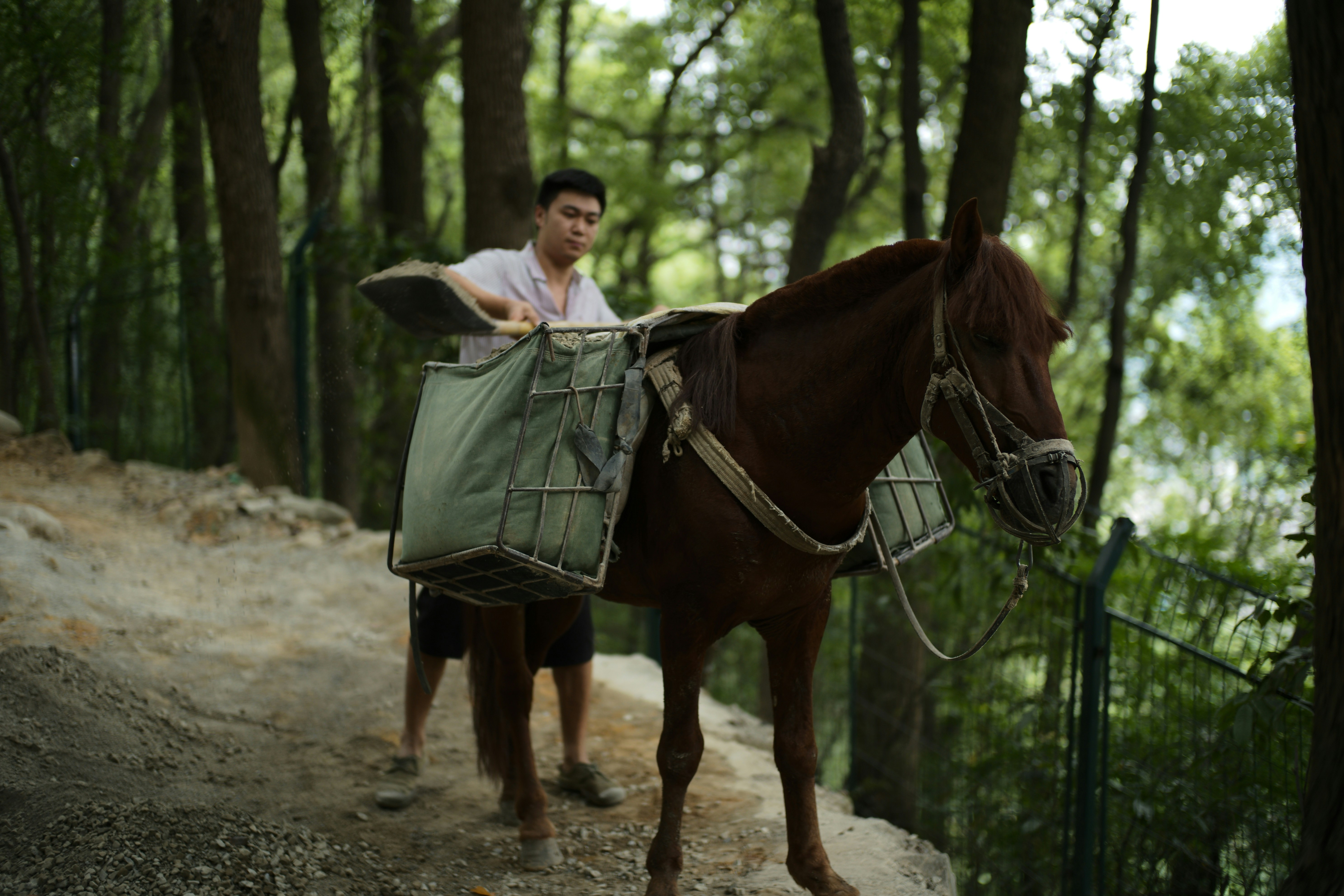 The Pack and the Path: A Forest Trail Encounter