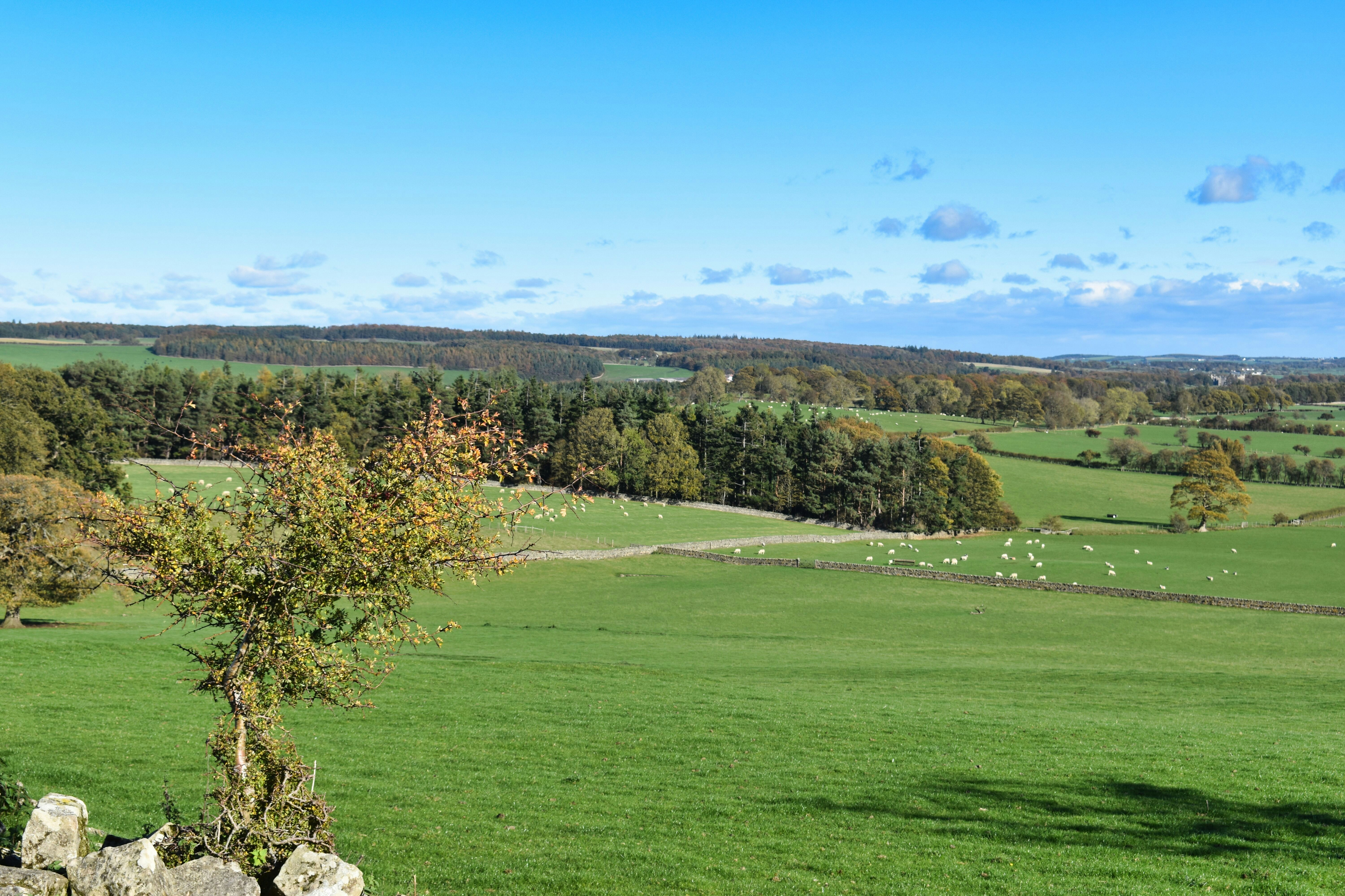 A typical UK countryside scene, a view of sheep grazing on green grass under blue sky