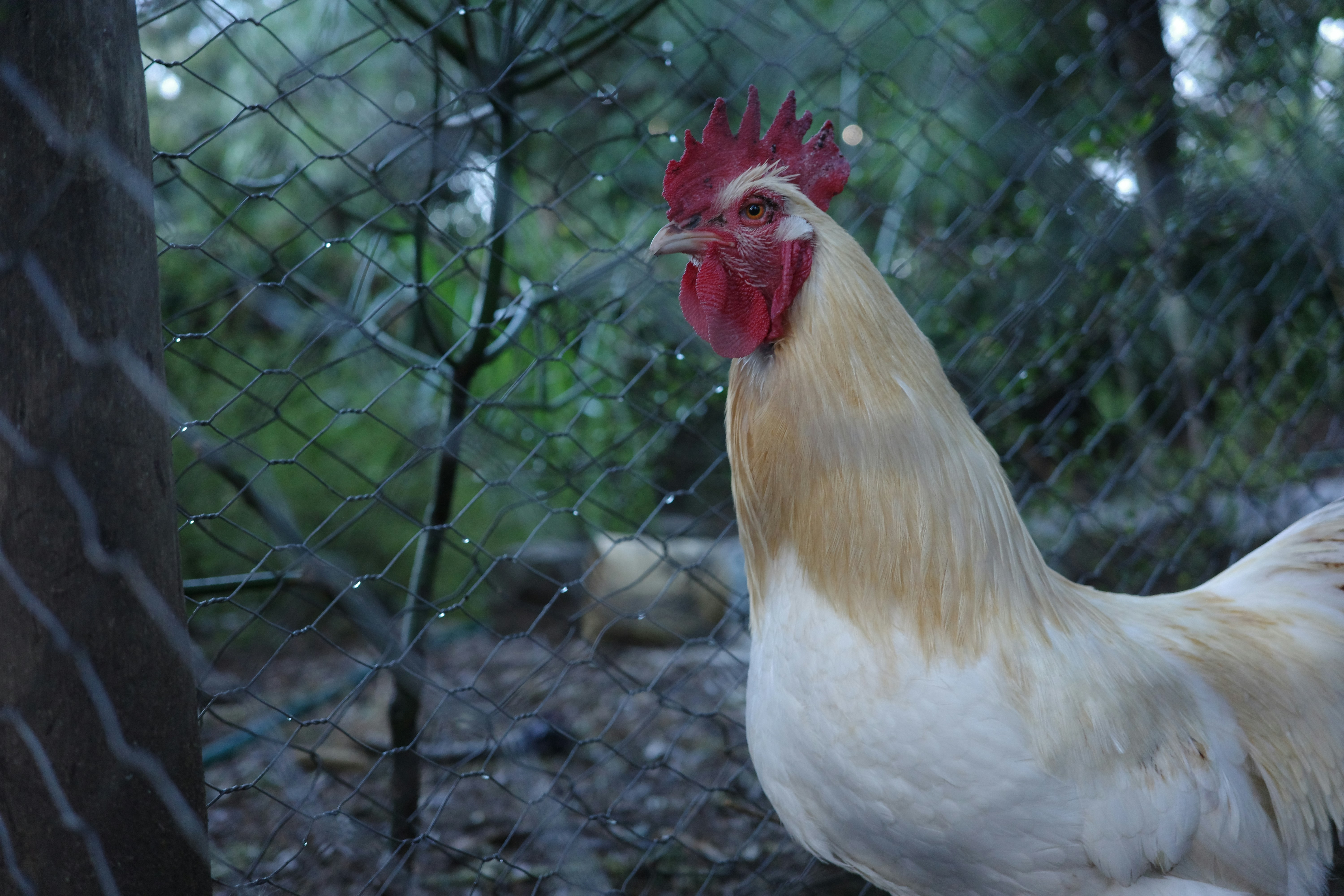 Crested Scout by the Coop Fence