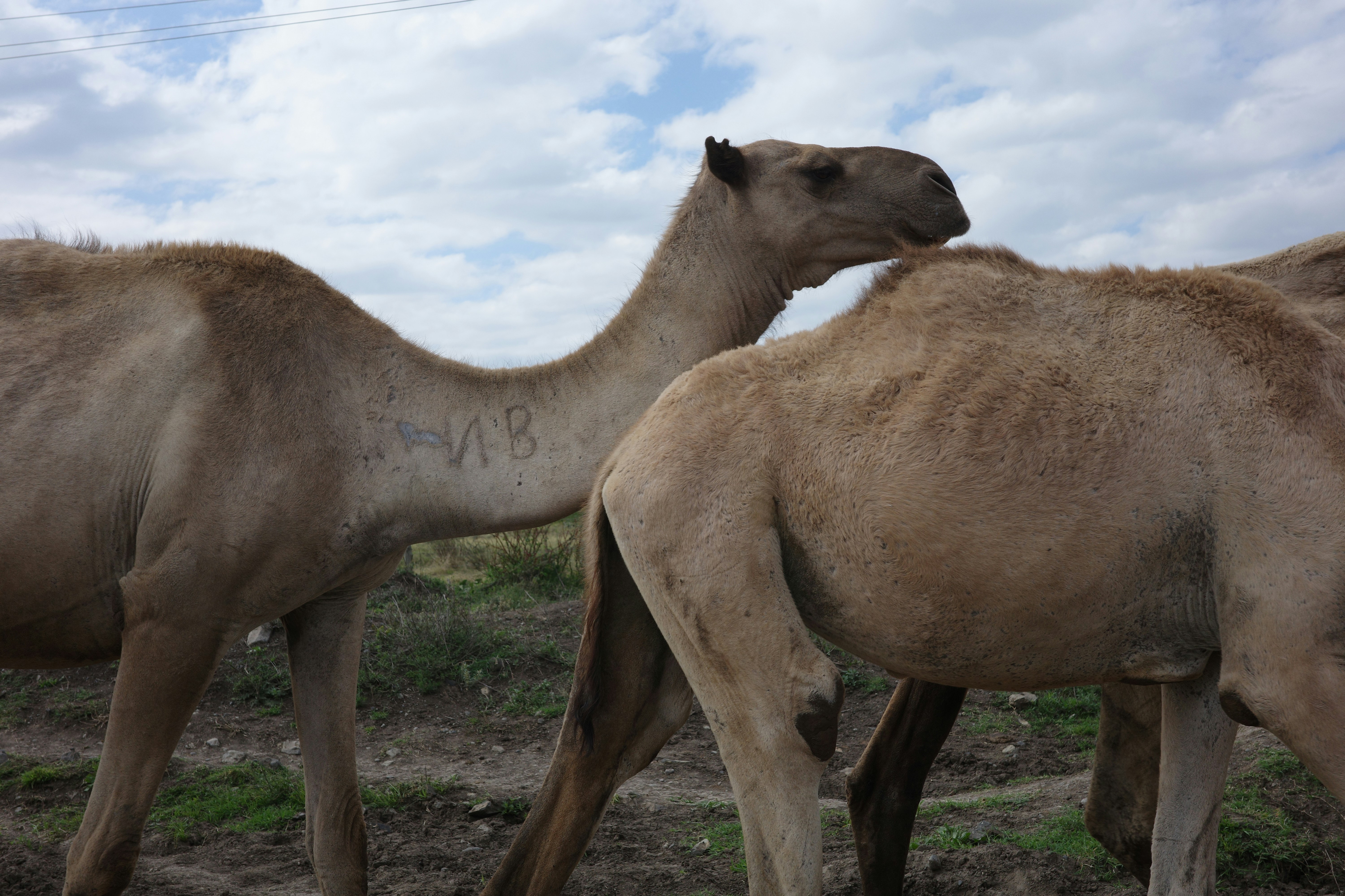 Duet of Camels in a Dusty Field Under a Clear Sky