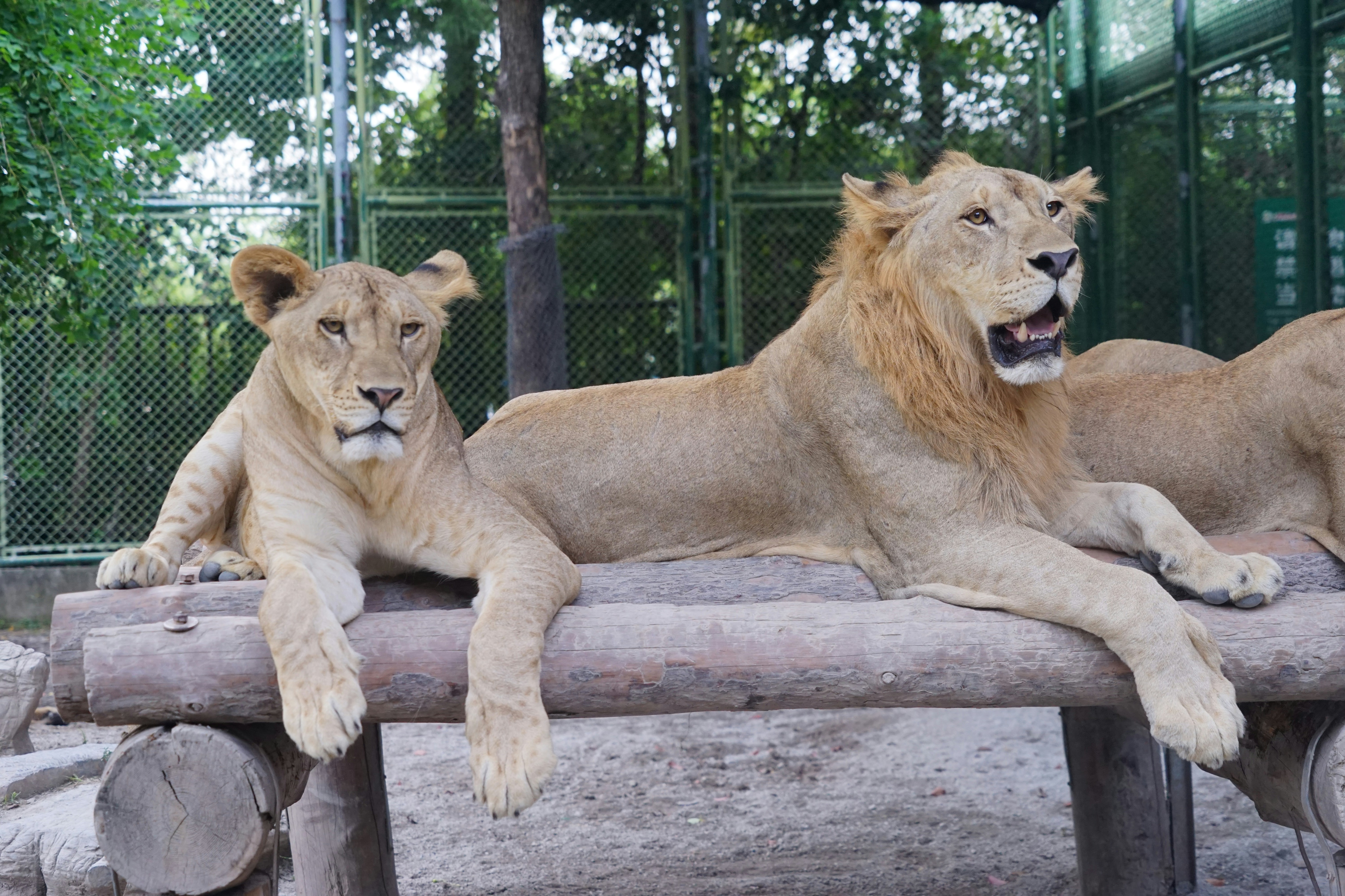 Photo by Lingyi Chen with Sony Alpha 7