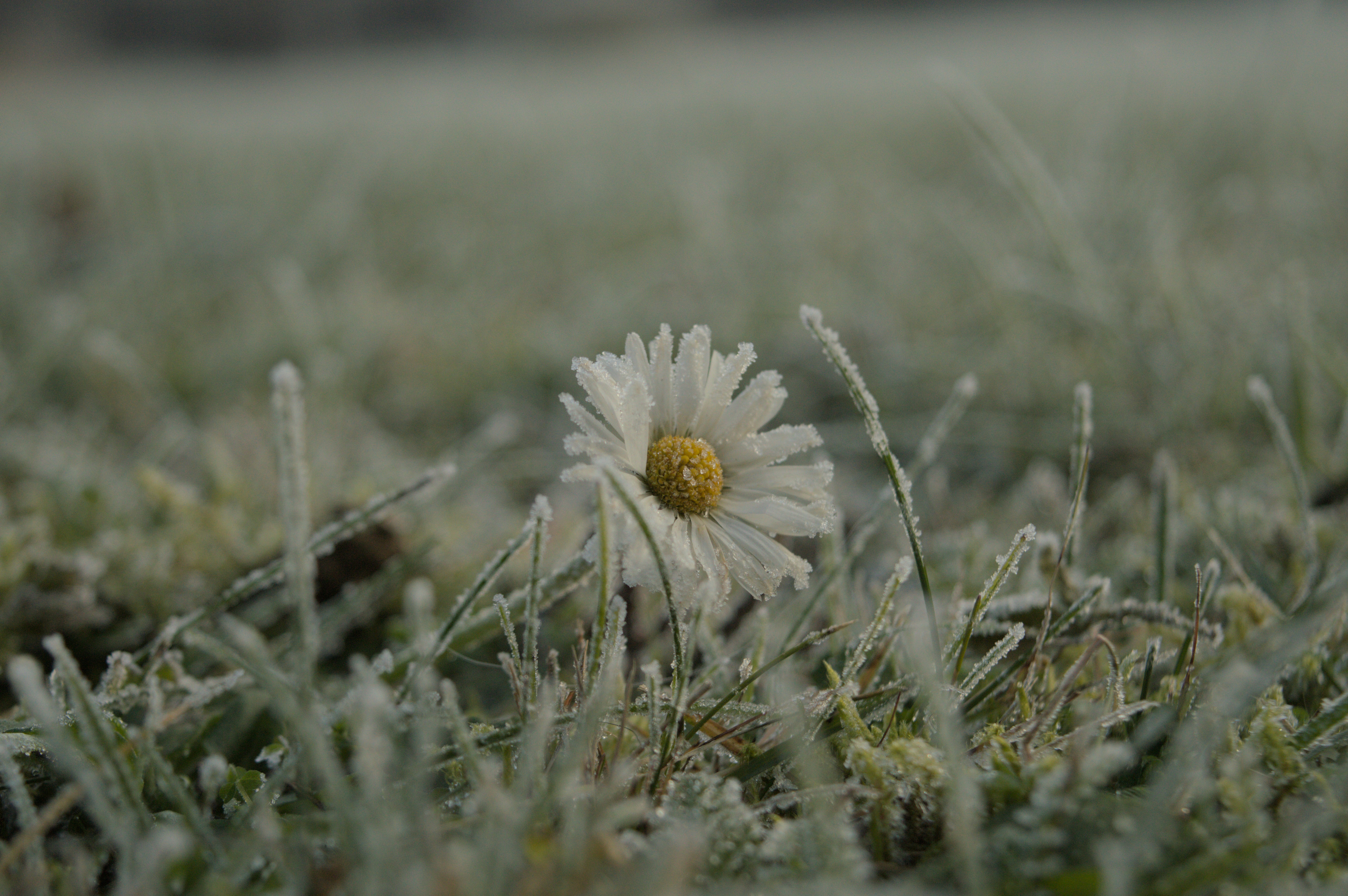 Dawn's Frosted Daisy: A solitary bloom in a quiet meadow