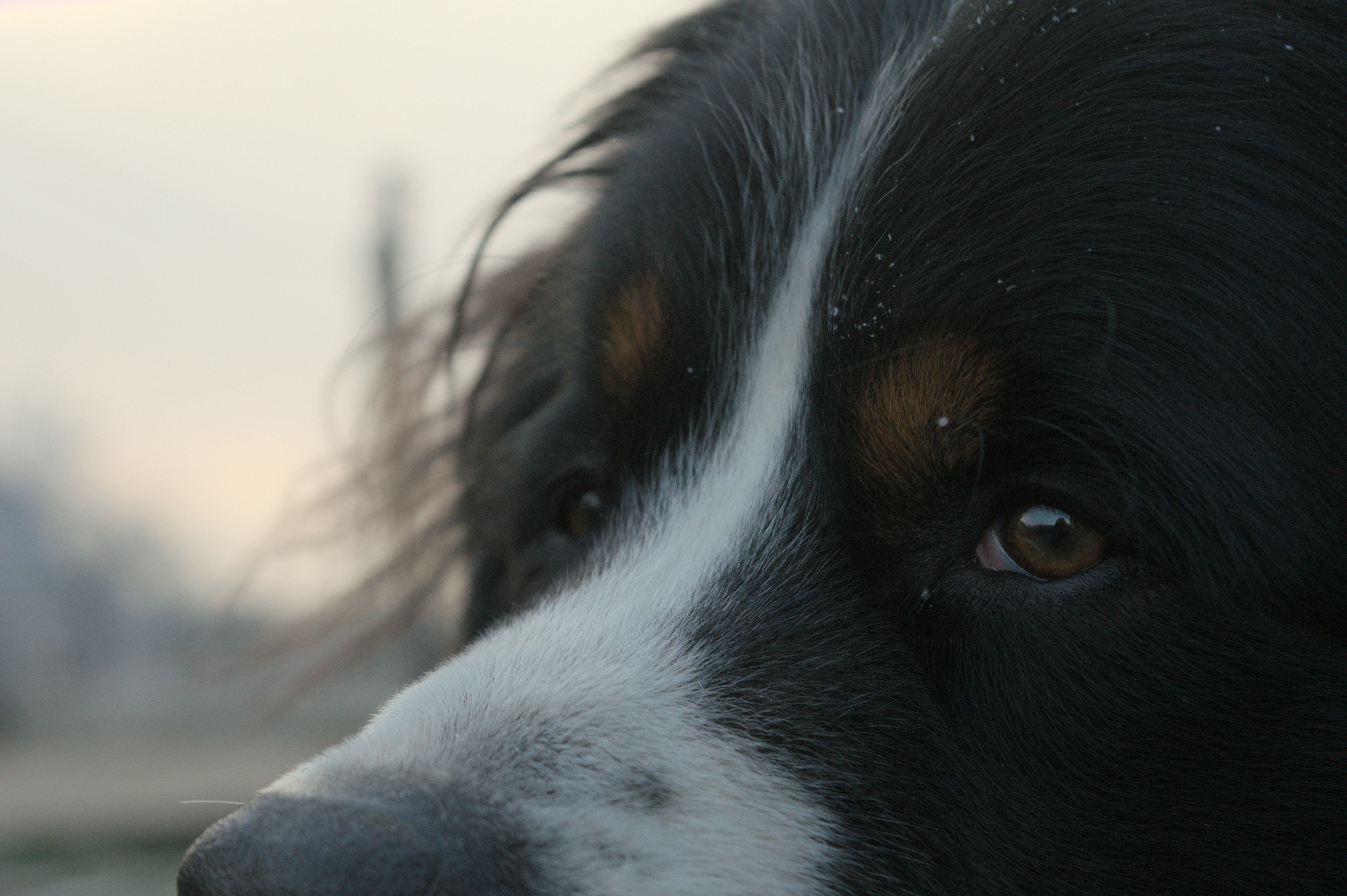 Dusk Gaze: a Border Collie Locks Eyes in Soft Evening Light