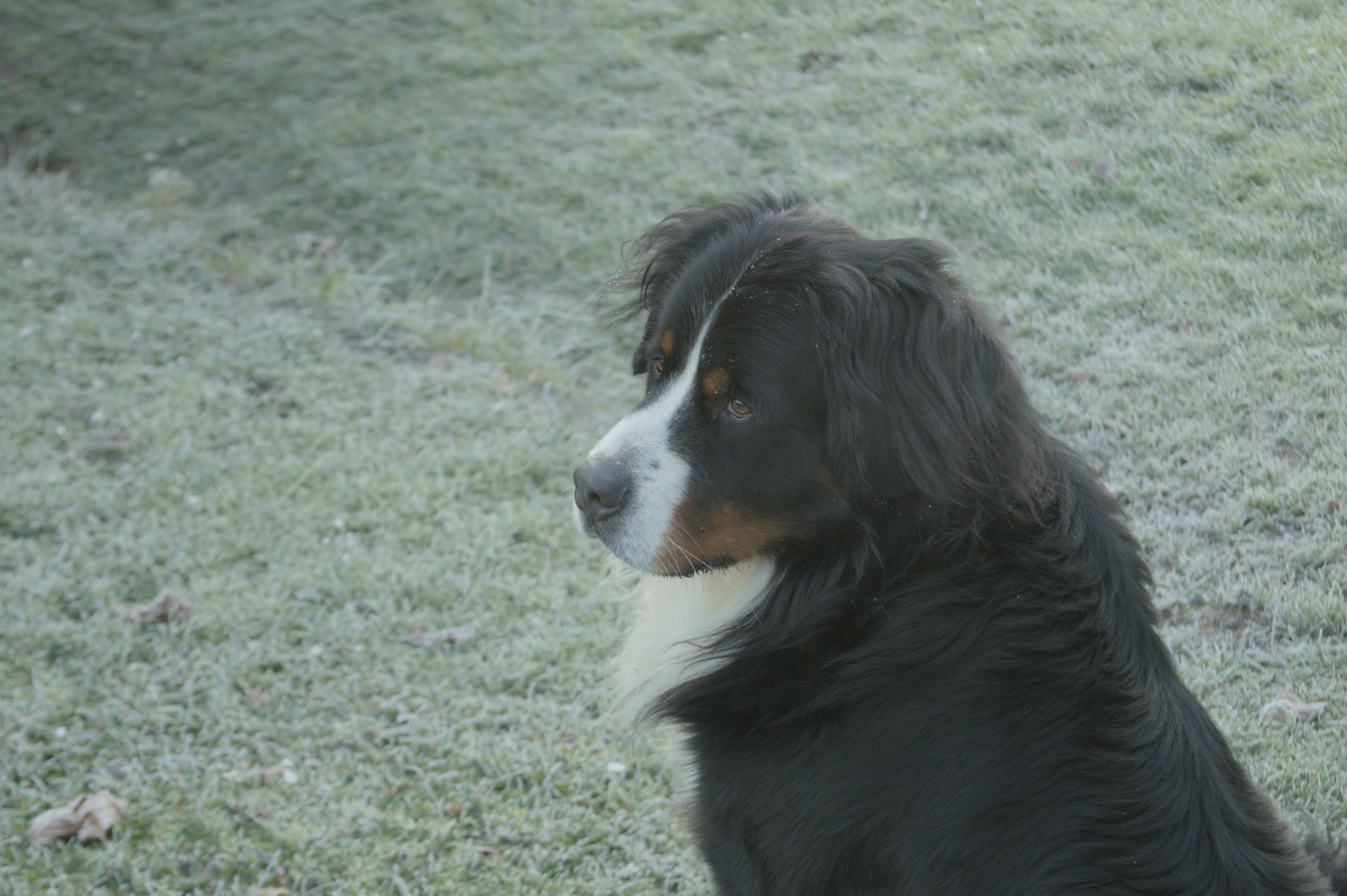 Frosty Morning Vigil: Bernese Mountain Dog in a Quiet Field