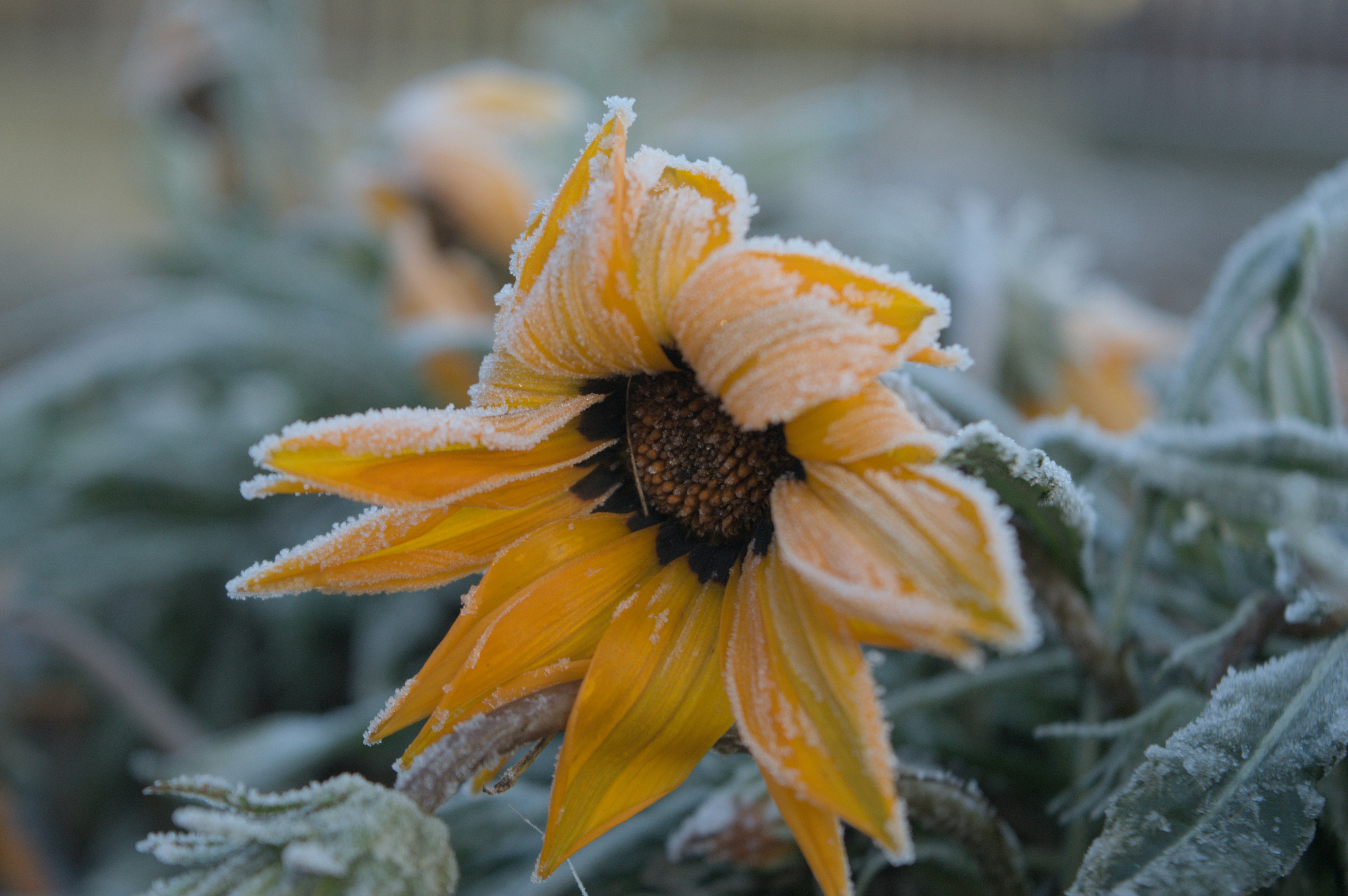 Dawn Frost on a Sunflower: icy petals, warm center