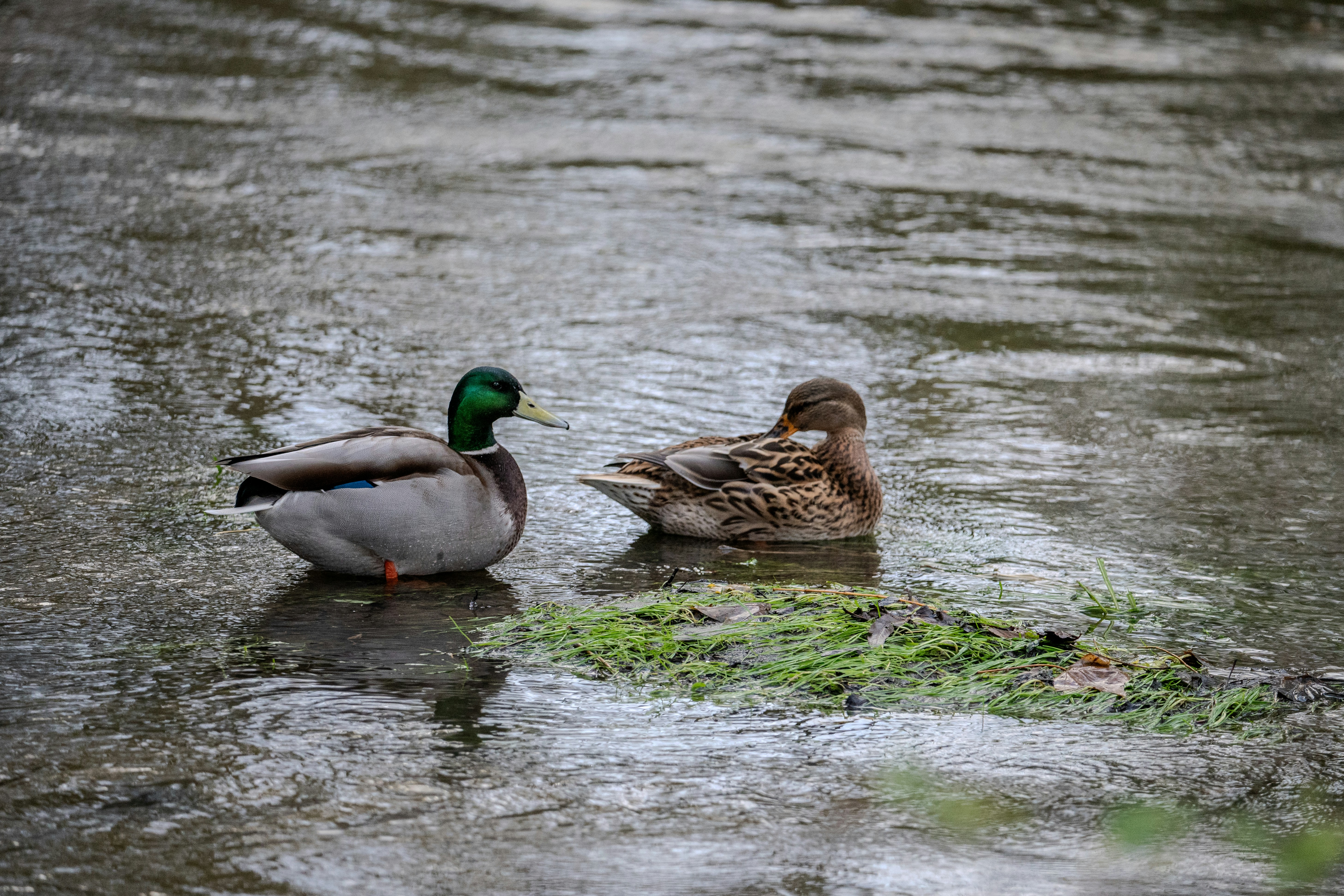 Emerald-Head Mallard and Partner Glide by a Mossy River Patch
