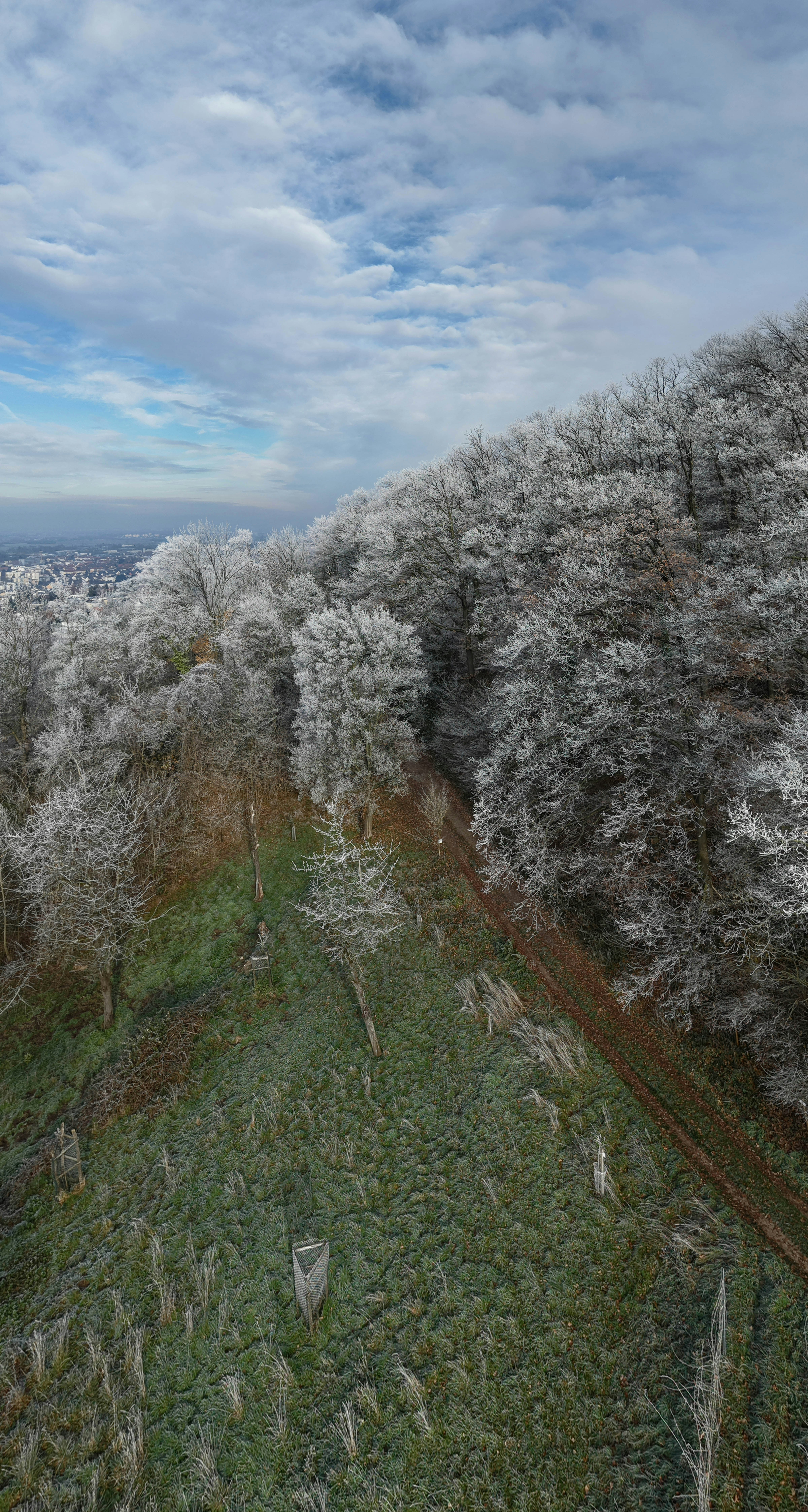 Frost-Laced Ridge: An Aerial Portrait of a Winter Orchard