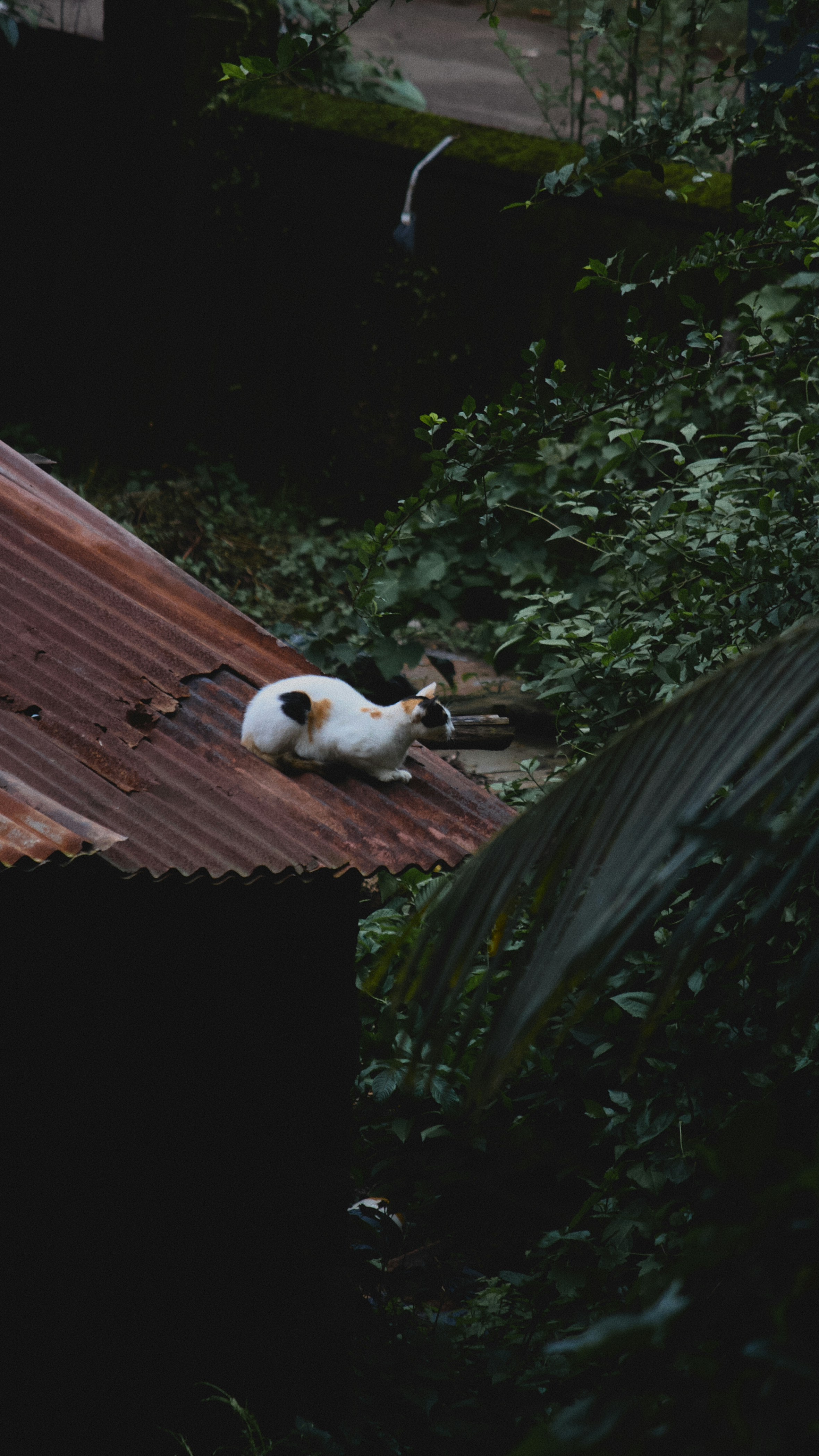 Dusk on the Tin Roof: A Cat's Quiet Perch
