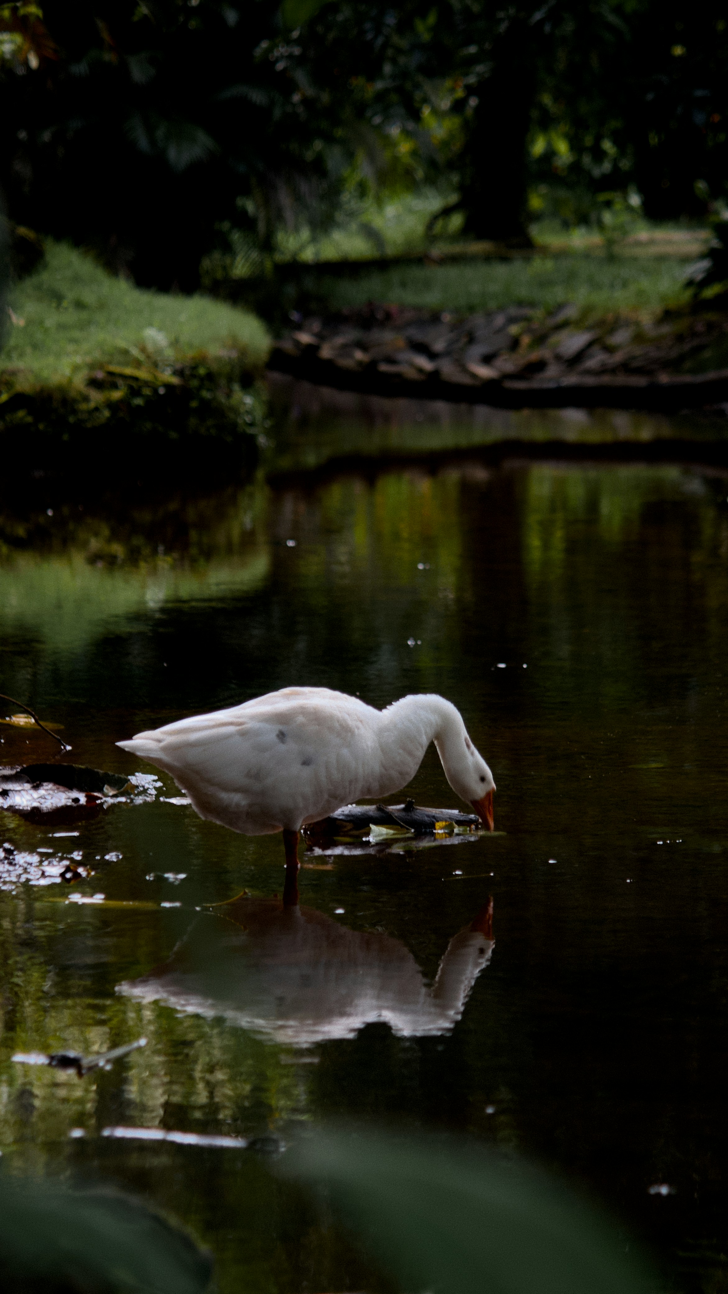 Low Light Forager: White Egret at the Edge of a Shadowed Pond