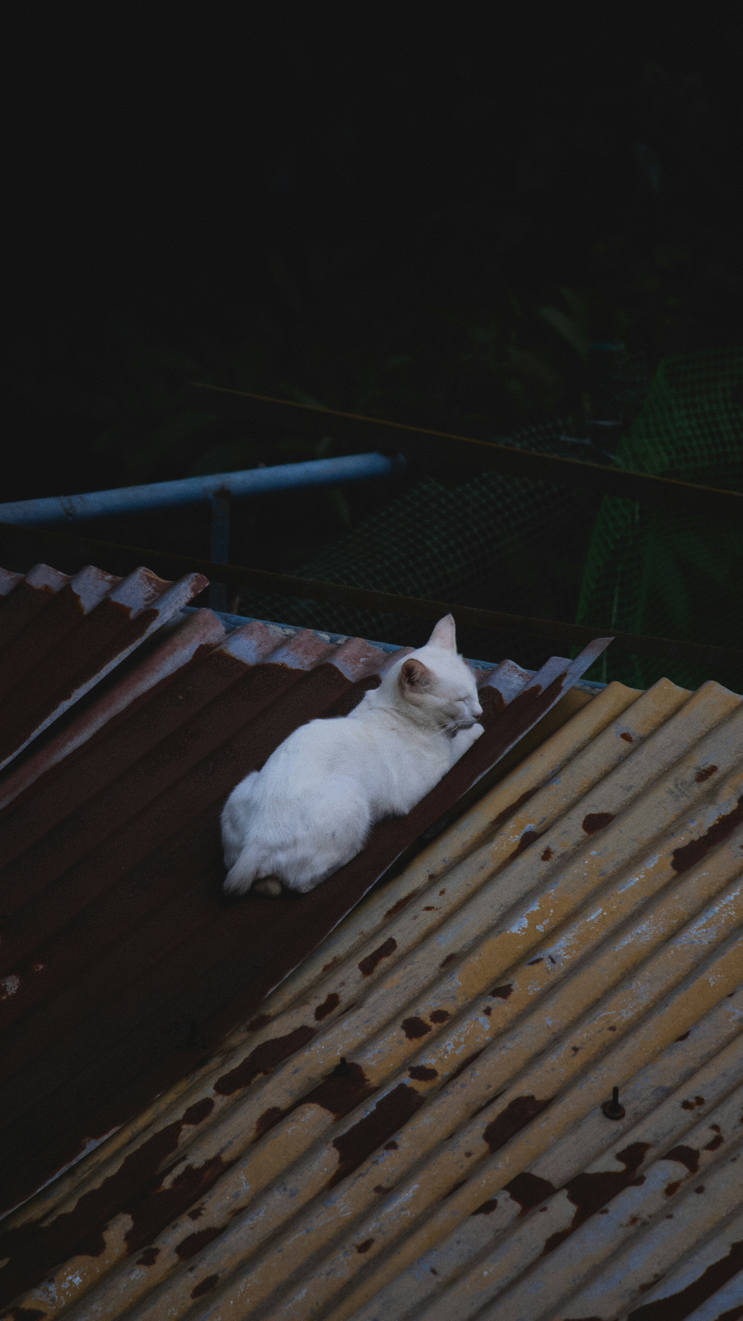 Ghost on the Roof: a white cat perched on rusted corrugated sheets