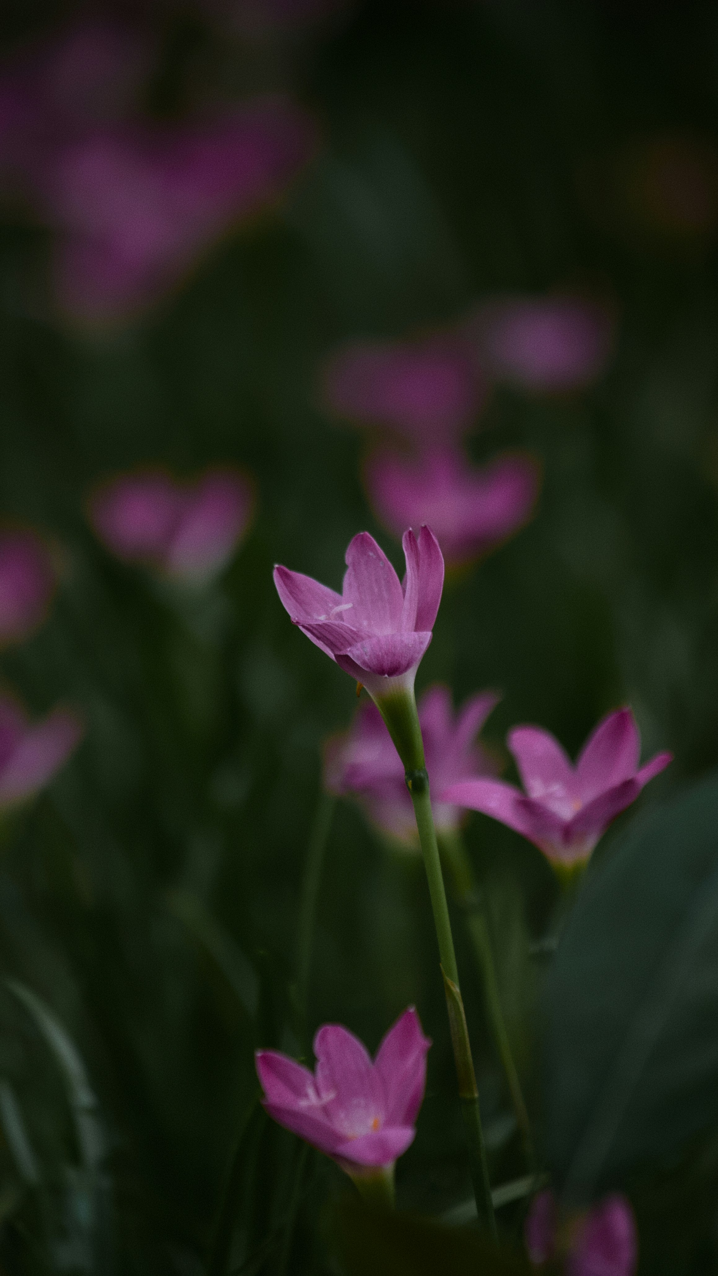 Photo by Slava Taukachou with Canon EOS 450D