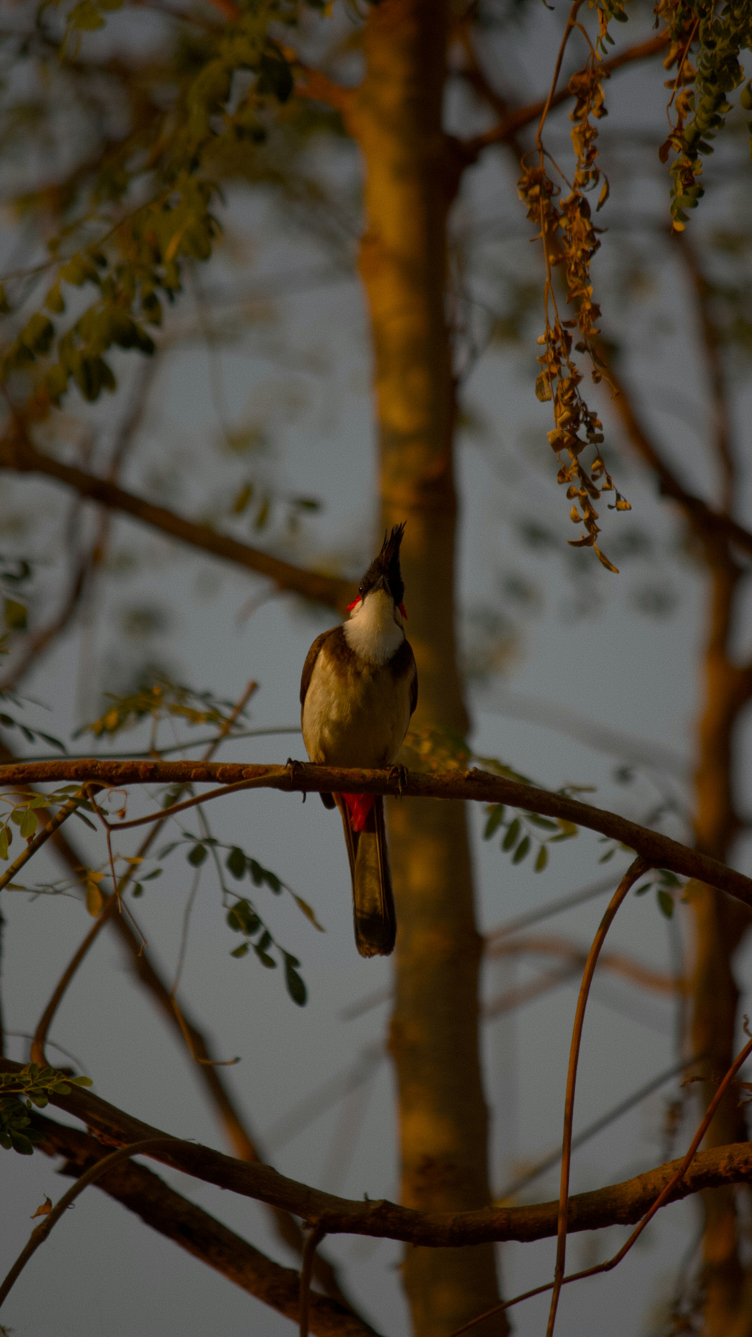 Dusk Crest: a lone songbird on a mossy branch