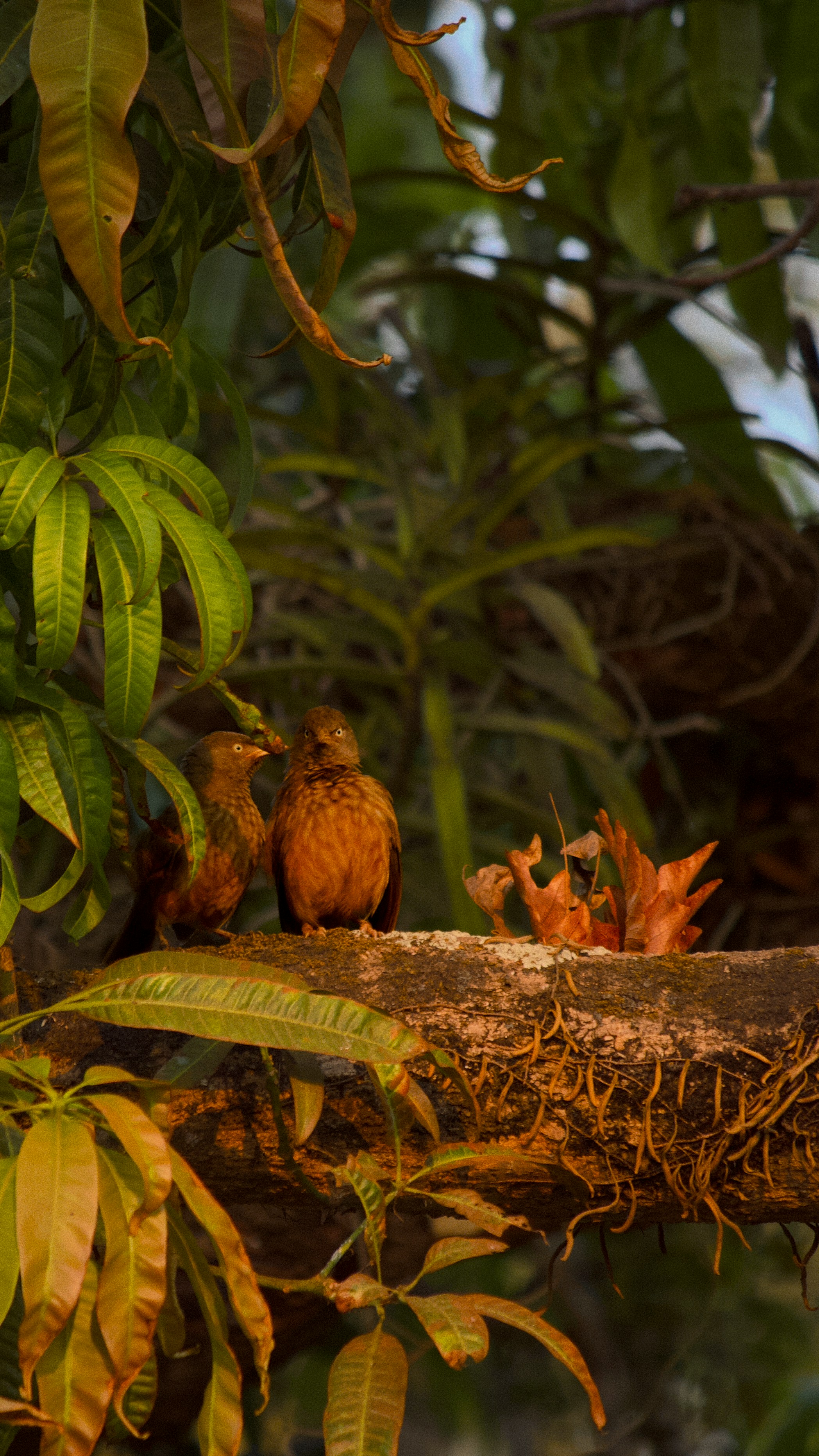 Two brown songbirds perched on a weathered log amid tropical foliage